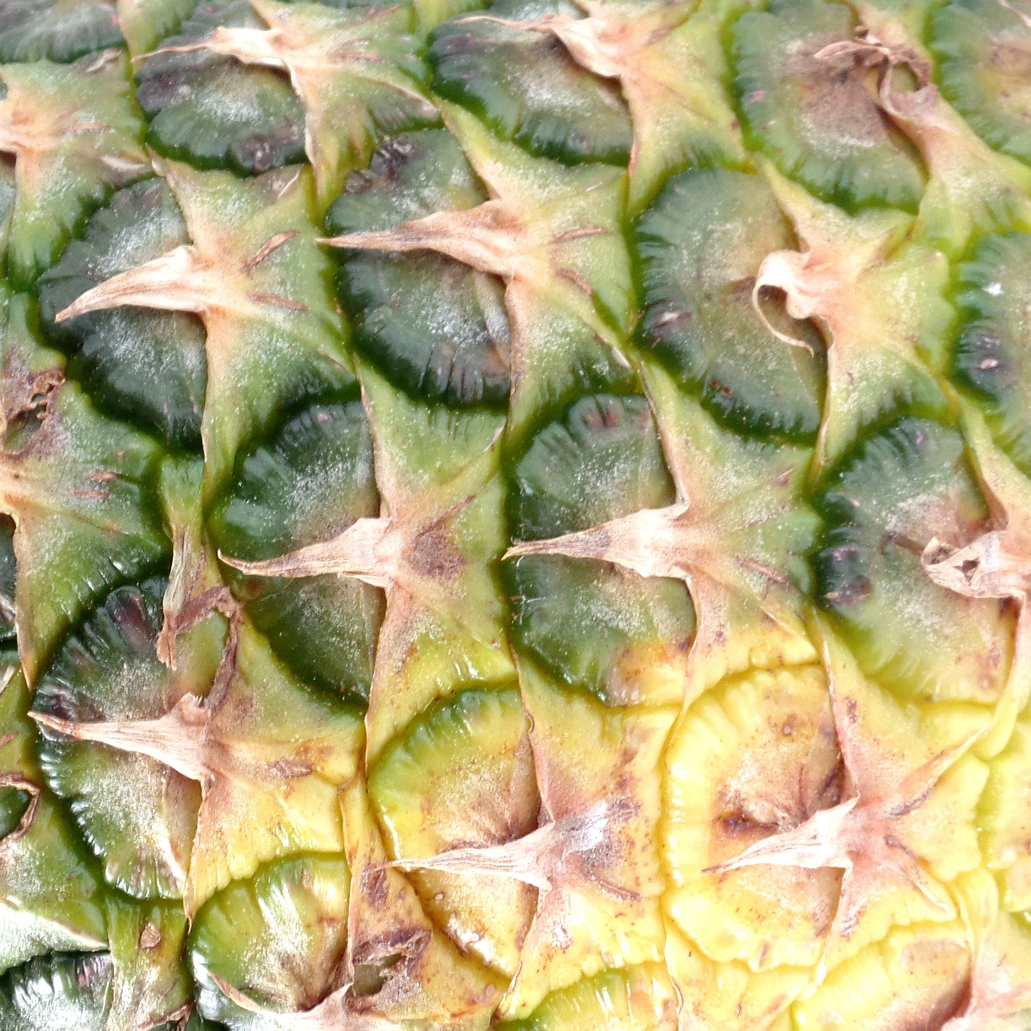 Pineapple peel close up free image download