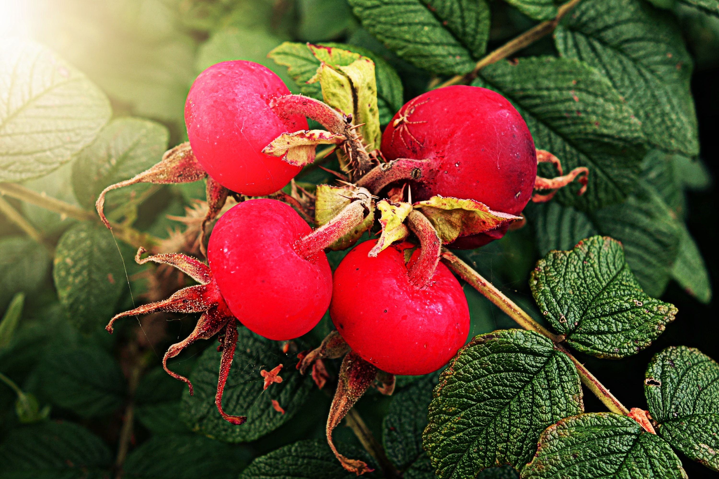 Rose hip bush with fruits free image download