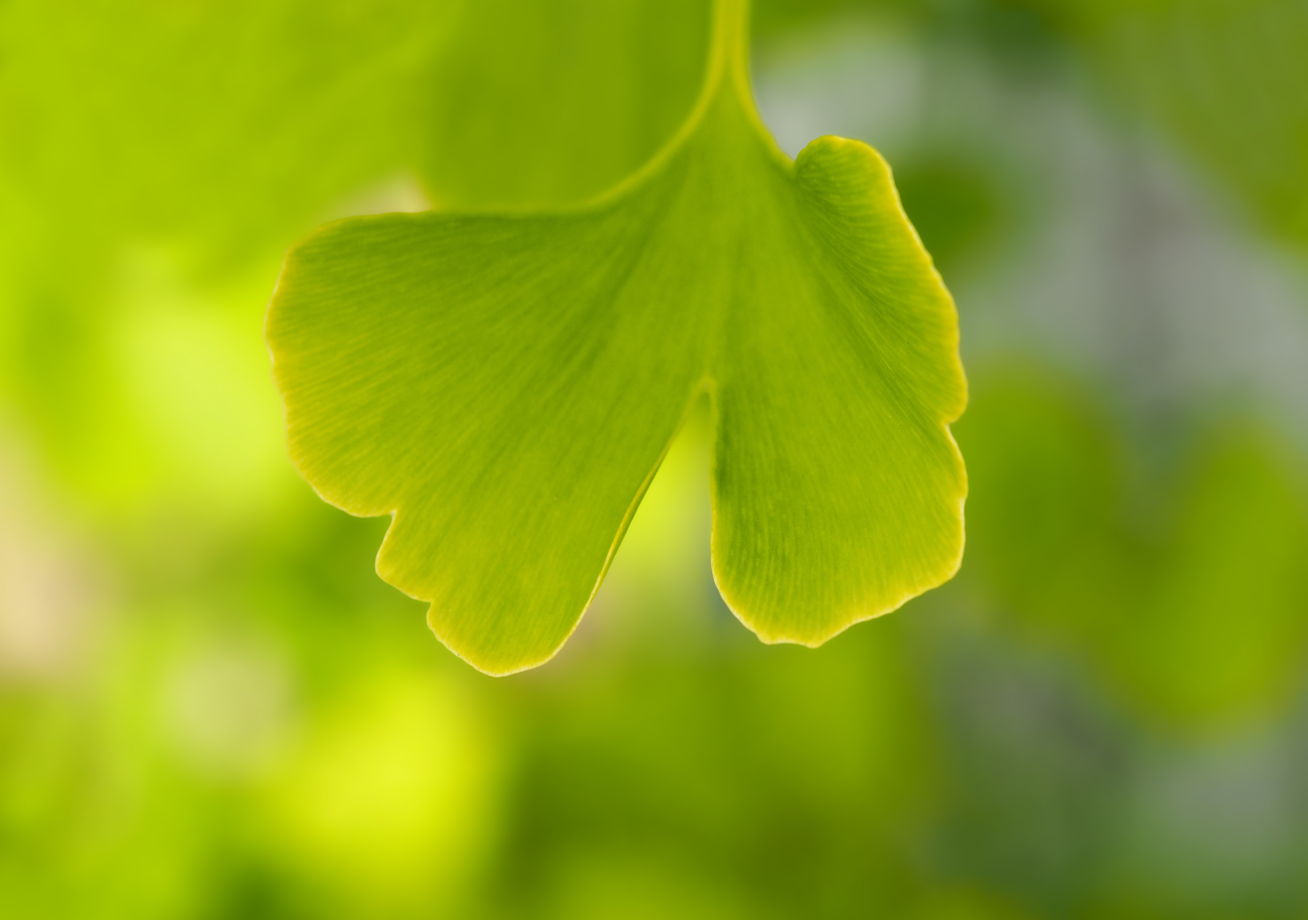 Green leaves on the young gingko tree free image download