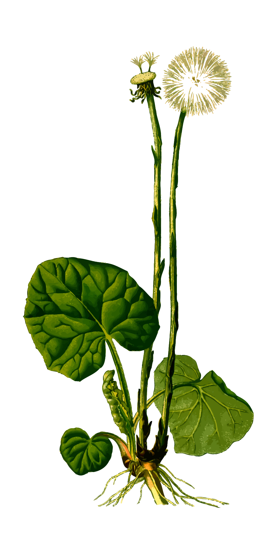 Herbal Medicinal Plant free image download