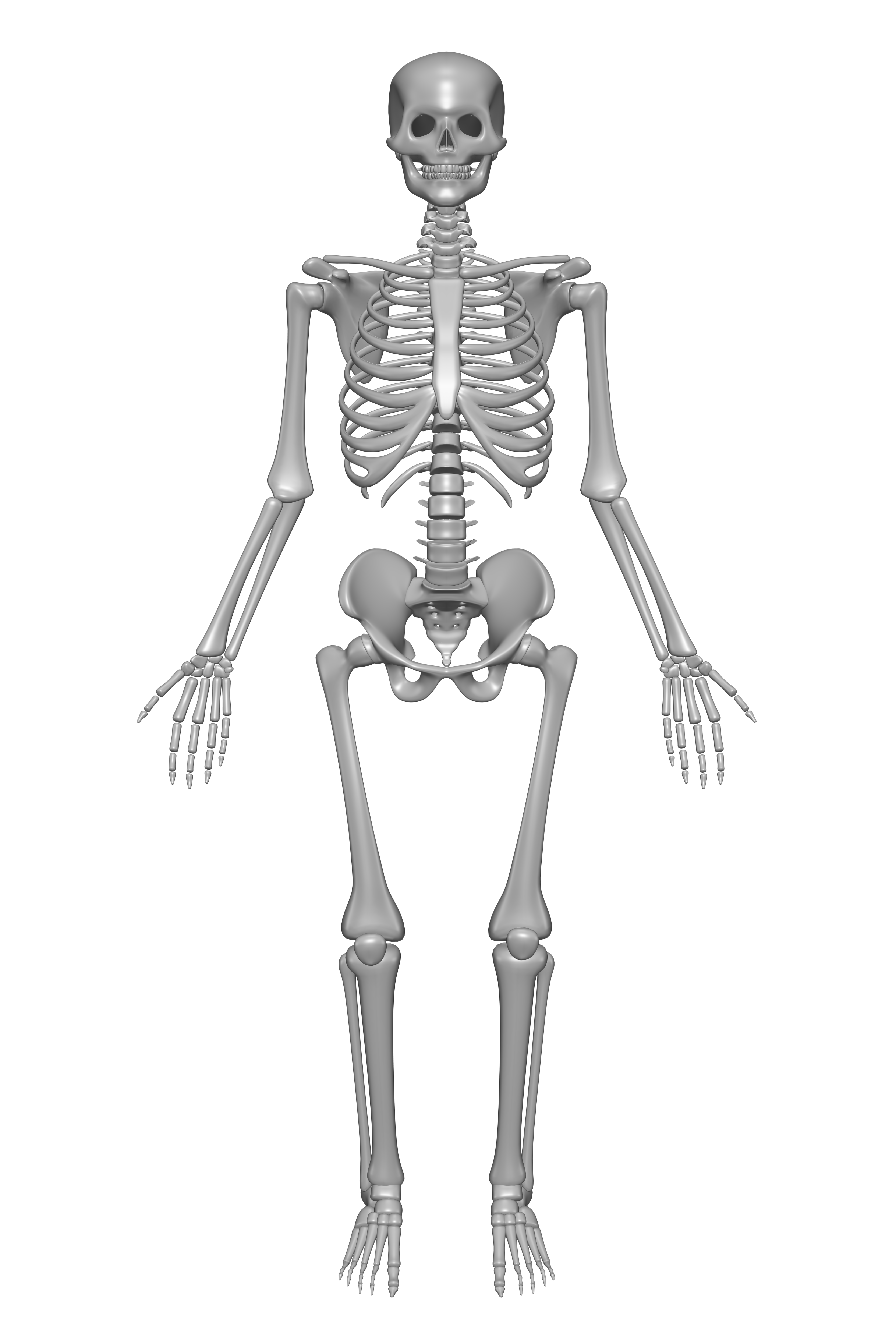 Human Skeleton Drawing Free Image Download