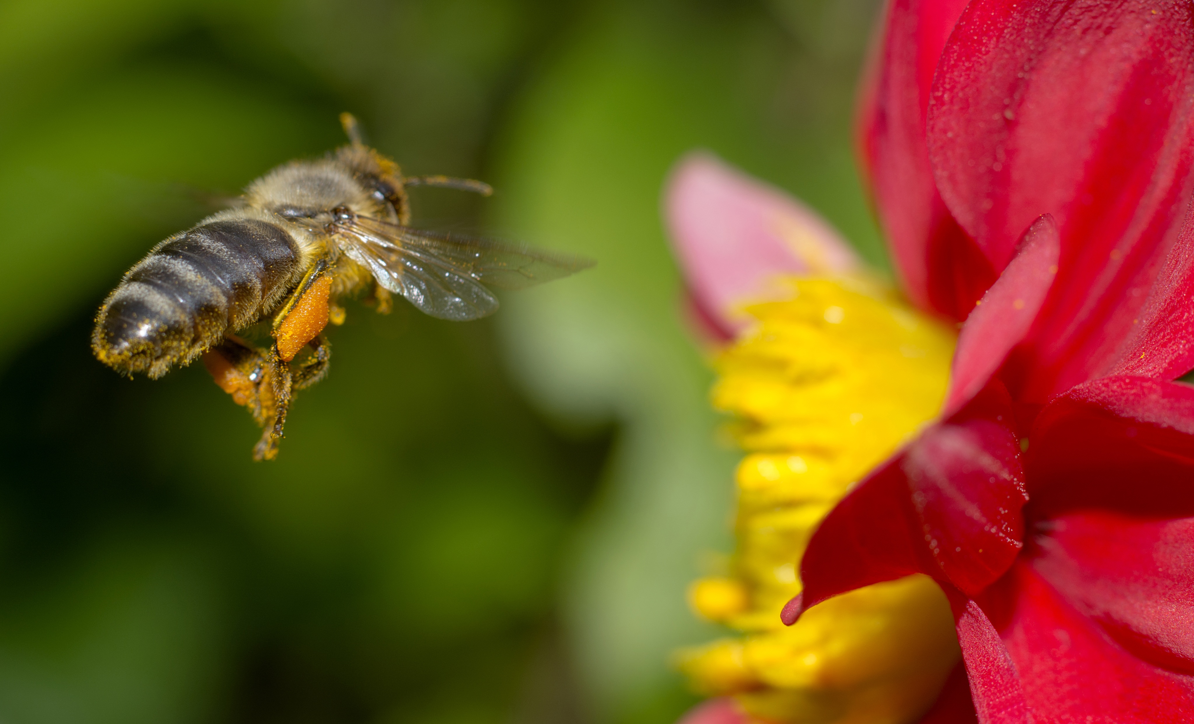 Cute summer bee close up free image download