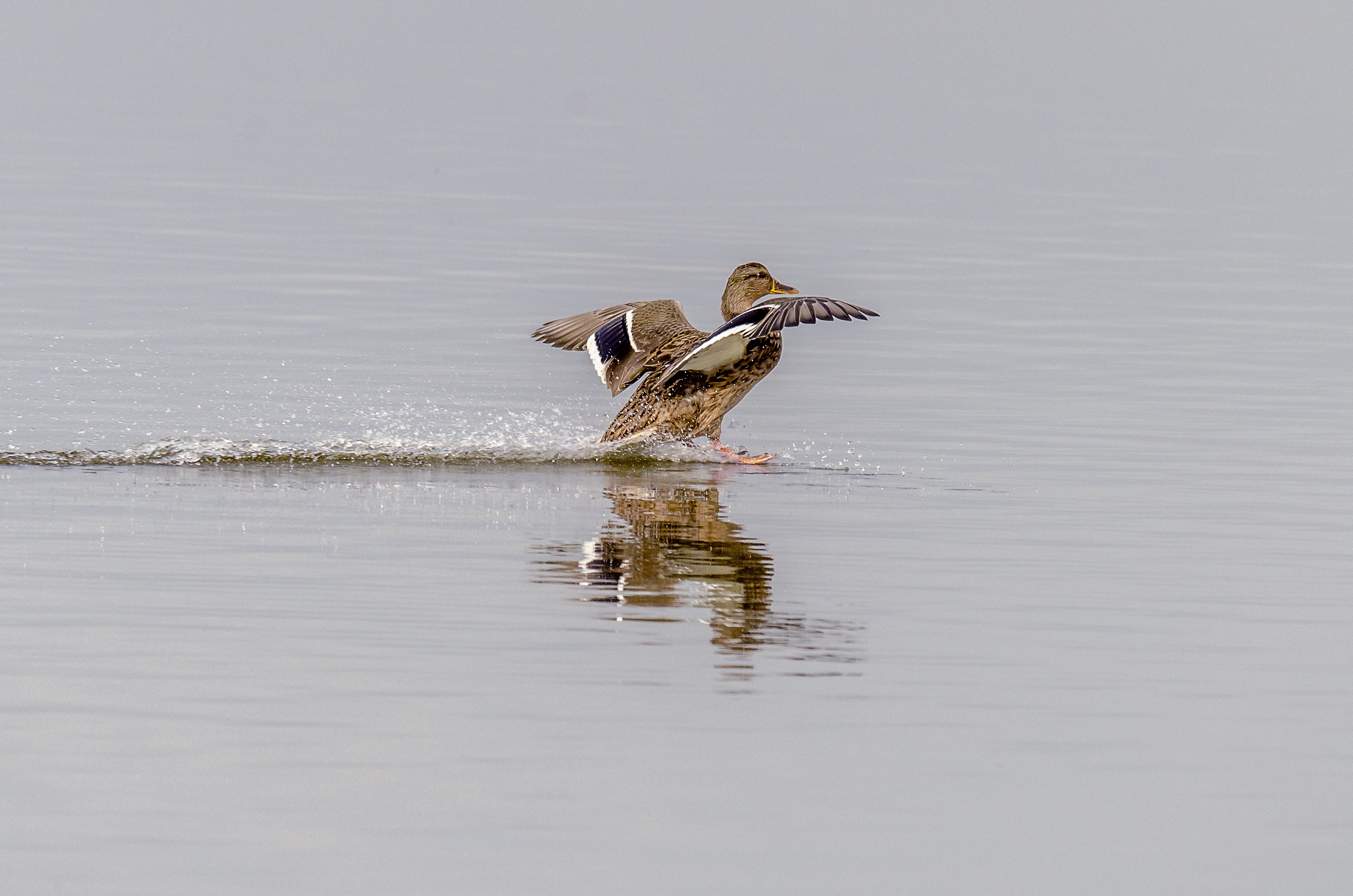 Mallard Duck Gliding on water free image download