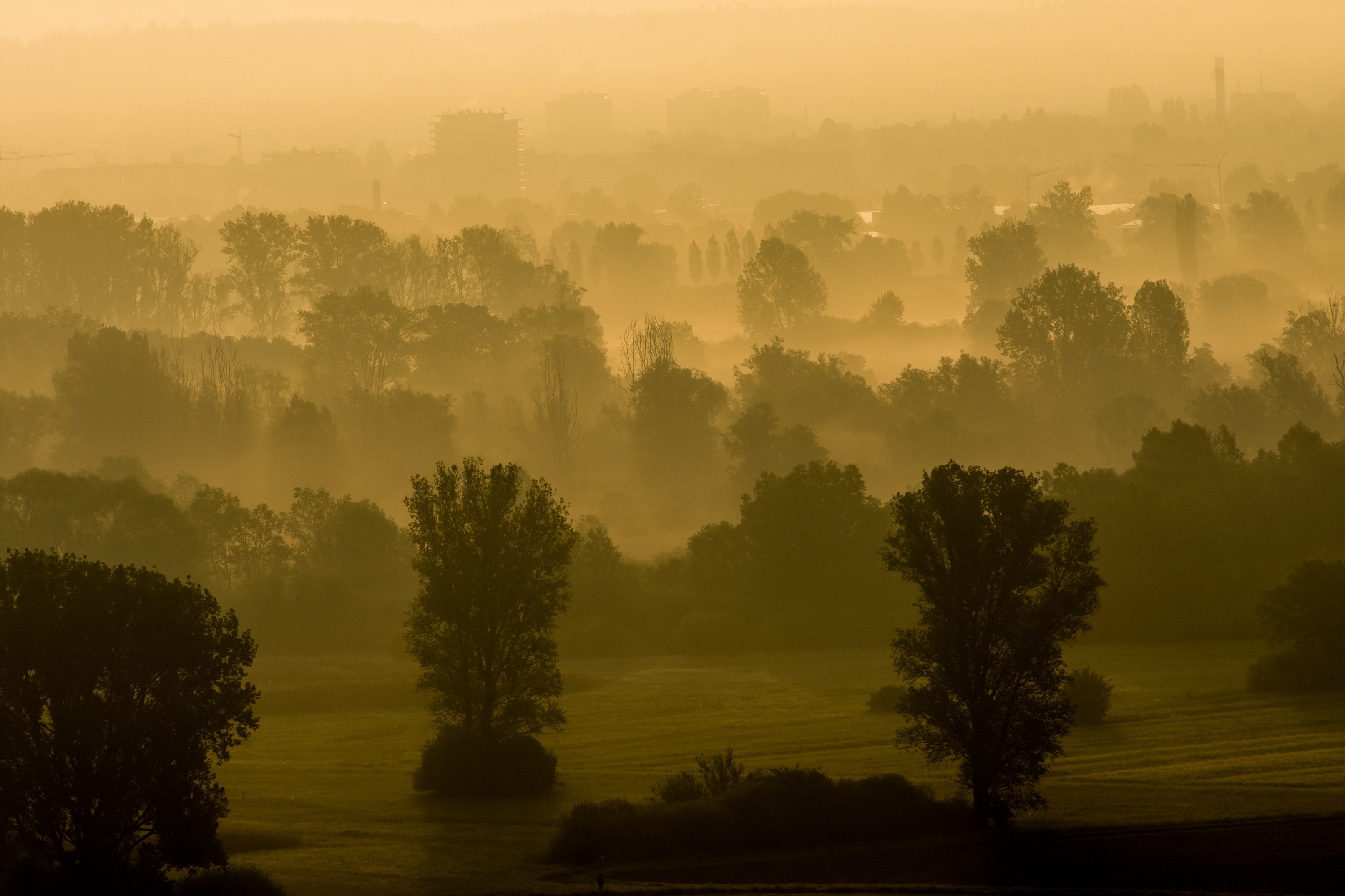 Romantic landscape with trees in Fog at Sunrise free image download