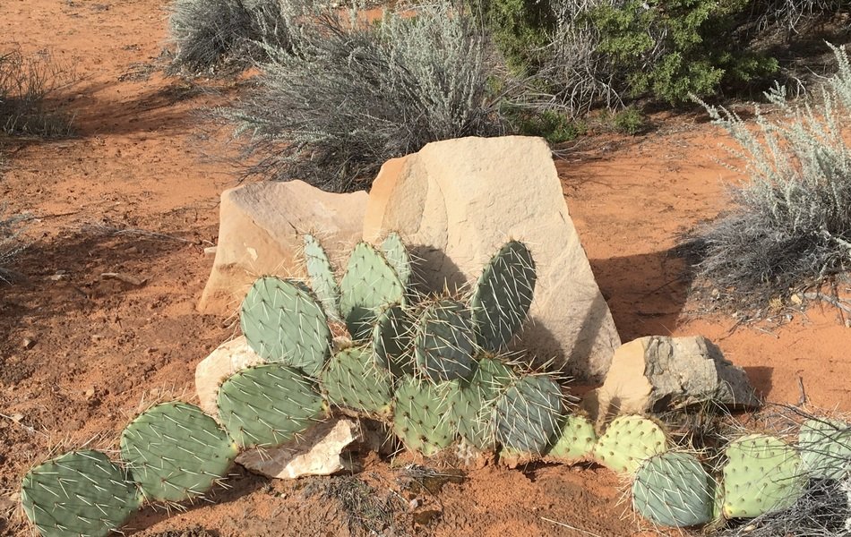 Cacti on rock in desert free image download