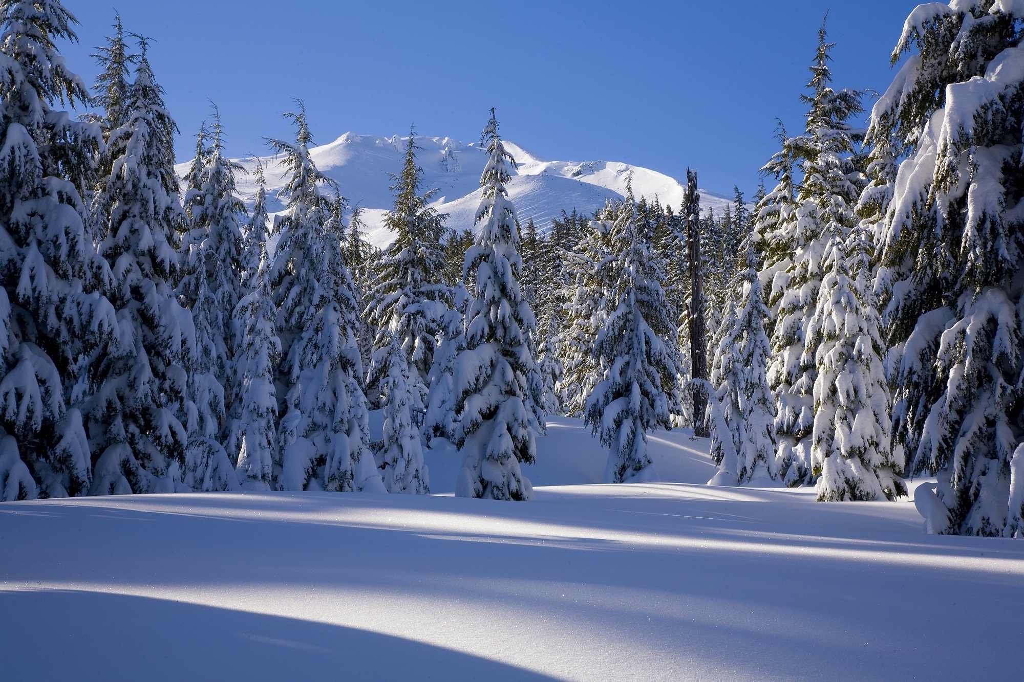 Fabulous Snow Forest free image download