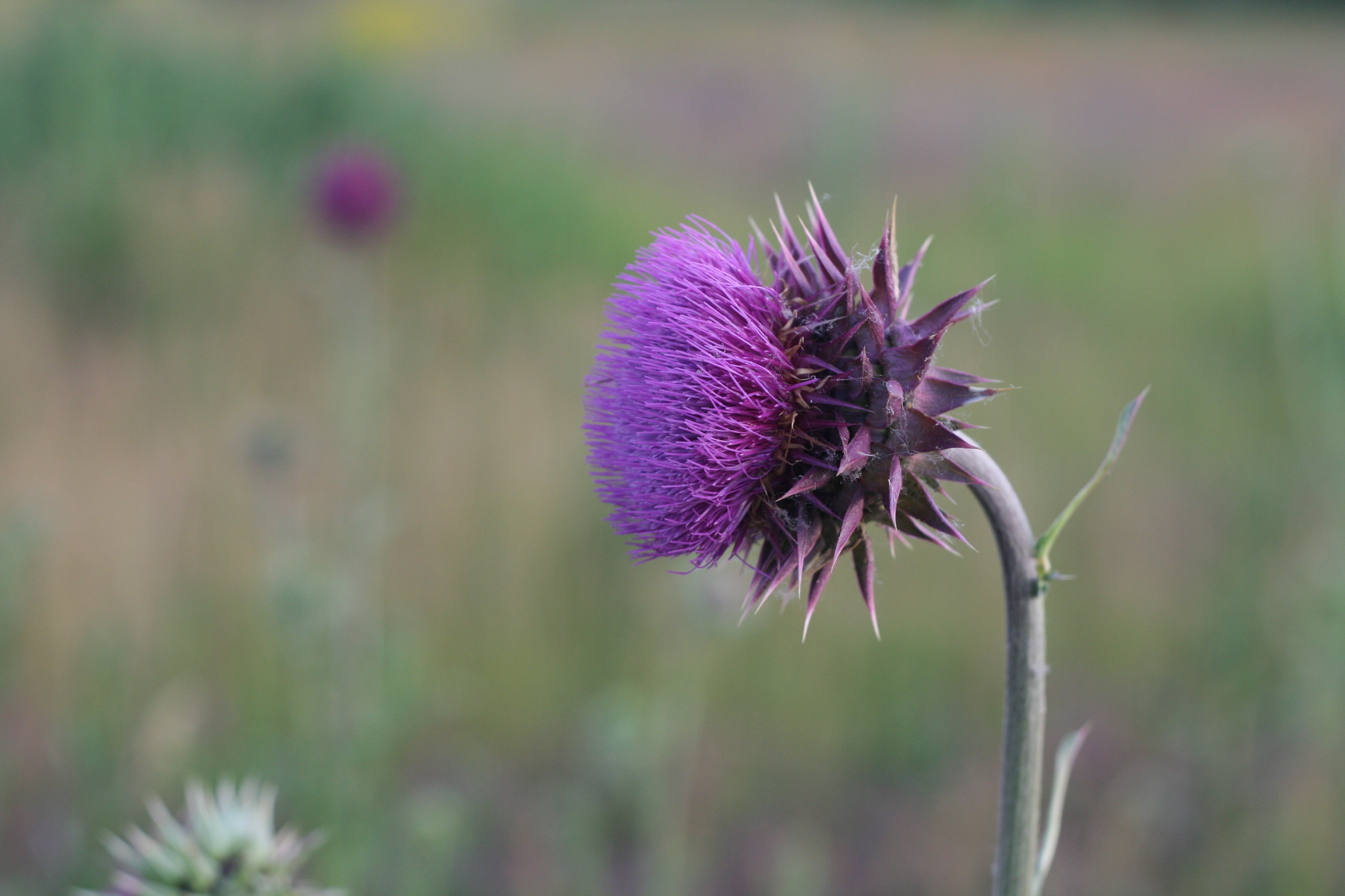 Thistle Plant Stalk free image download