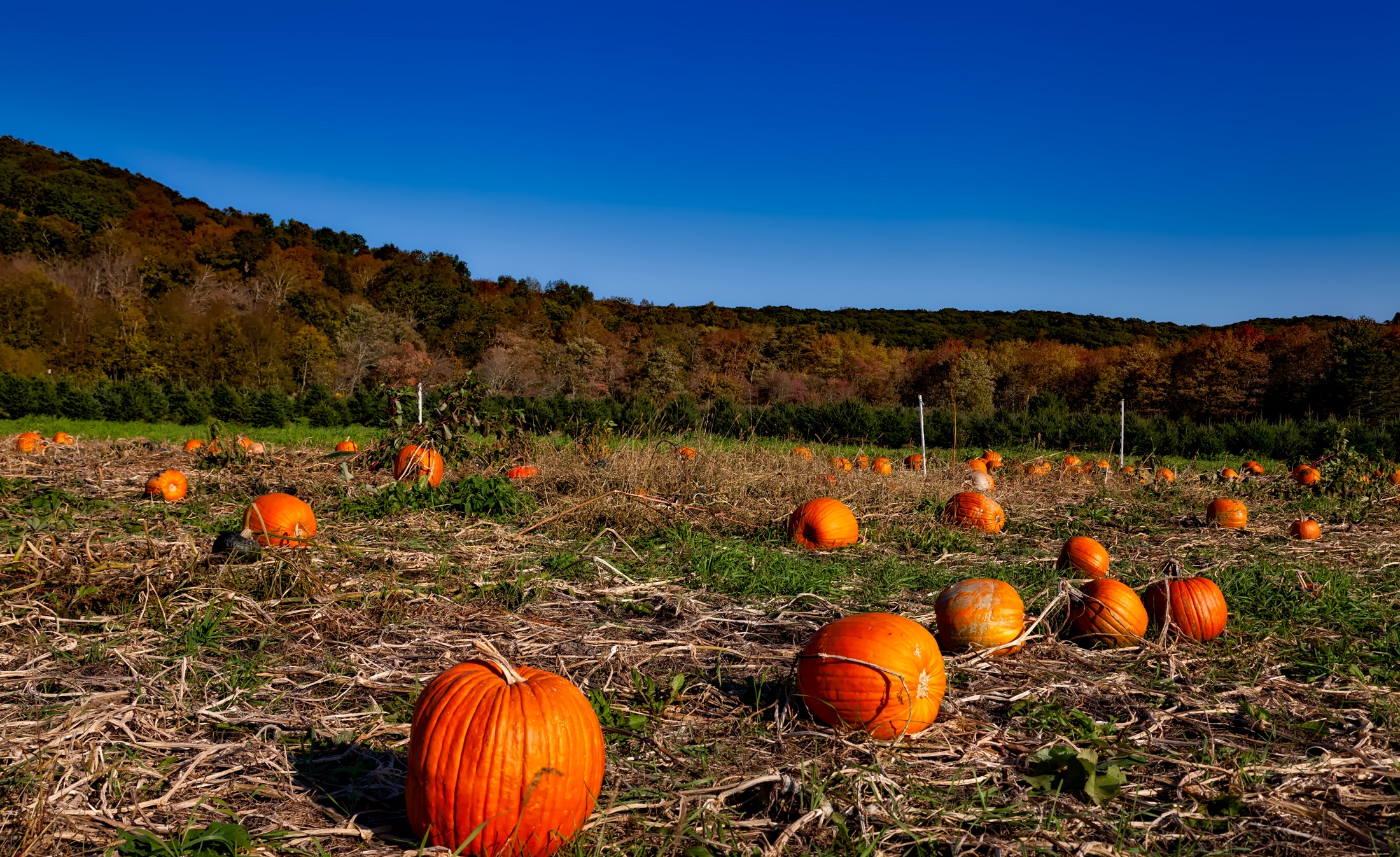 The pumpkin patch landscape free image download