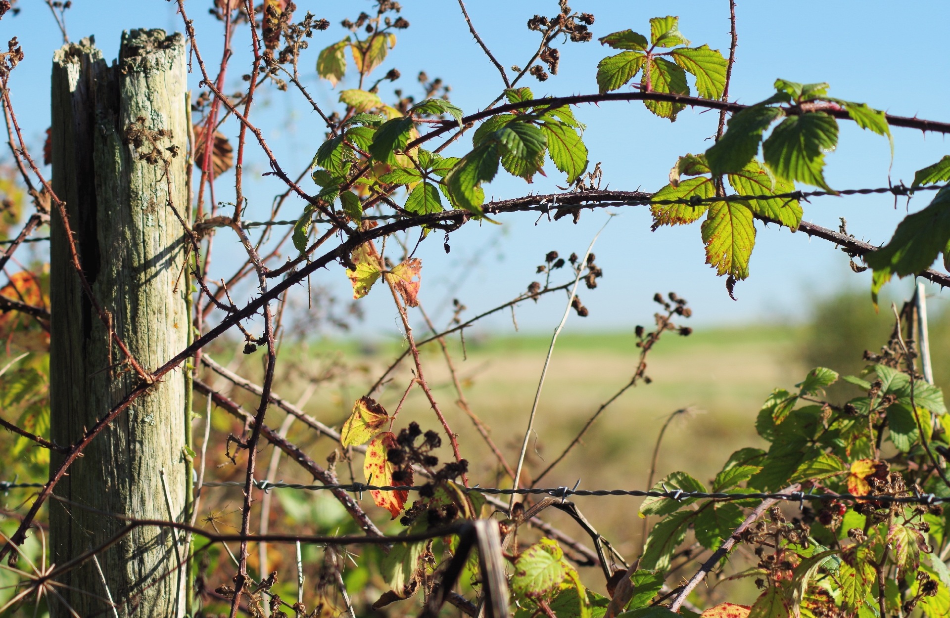 Green plant on a barbed wire on a fence free image download