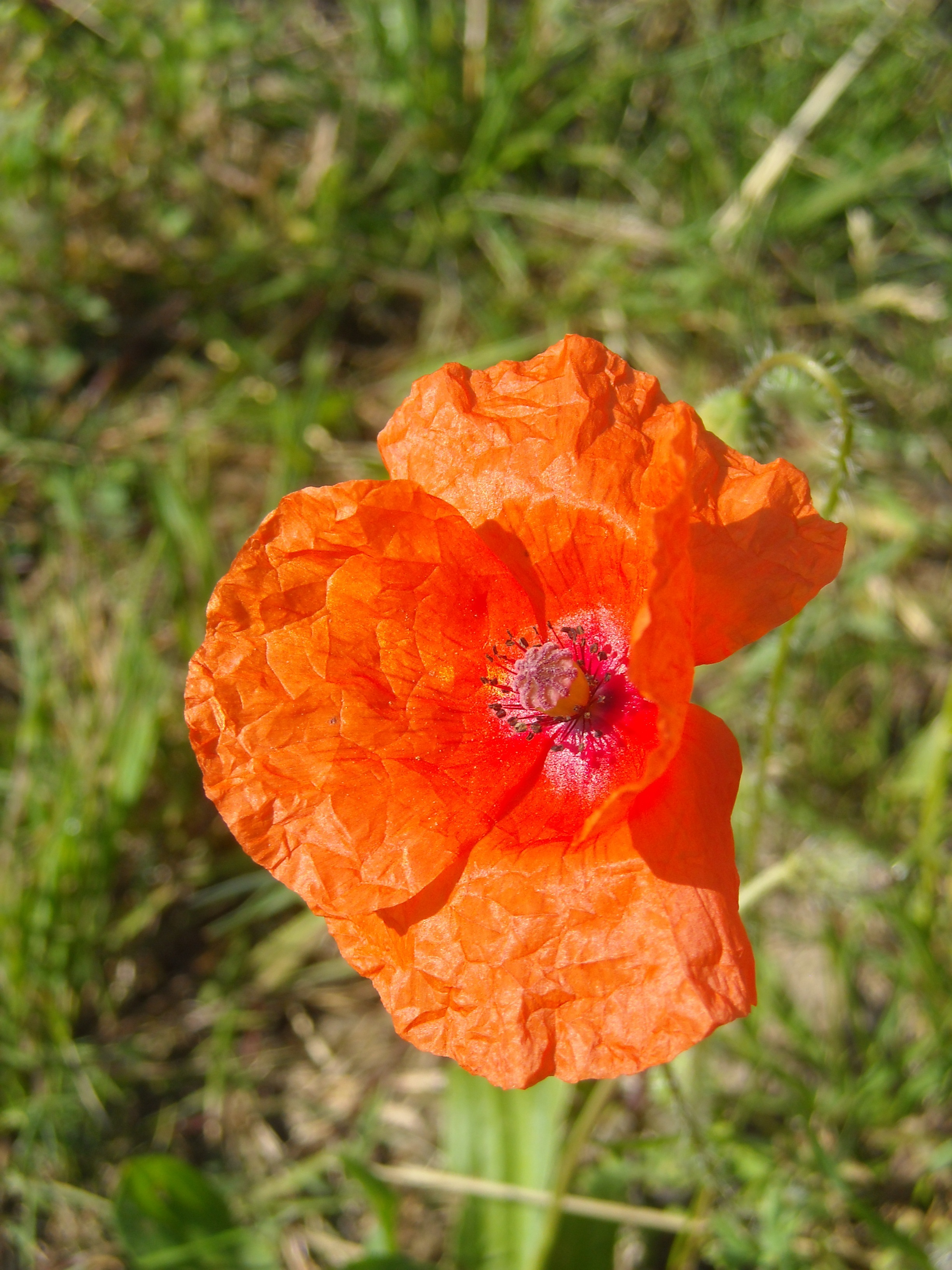 Red poppy in the meadow with green grass free image download