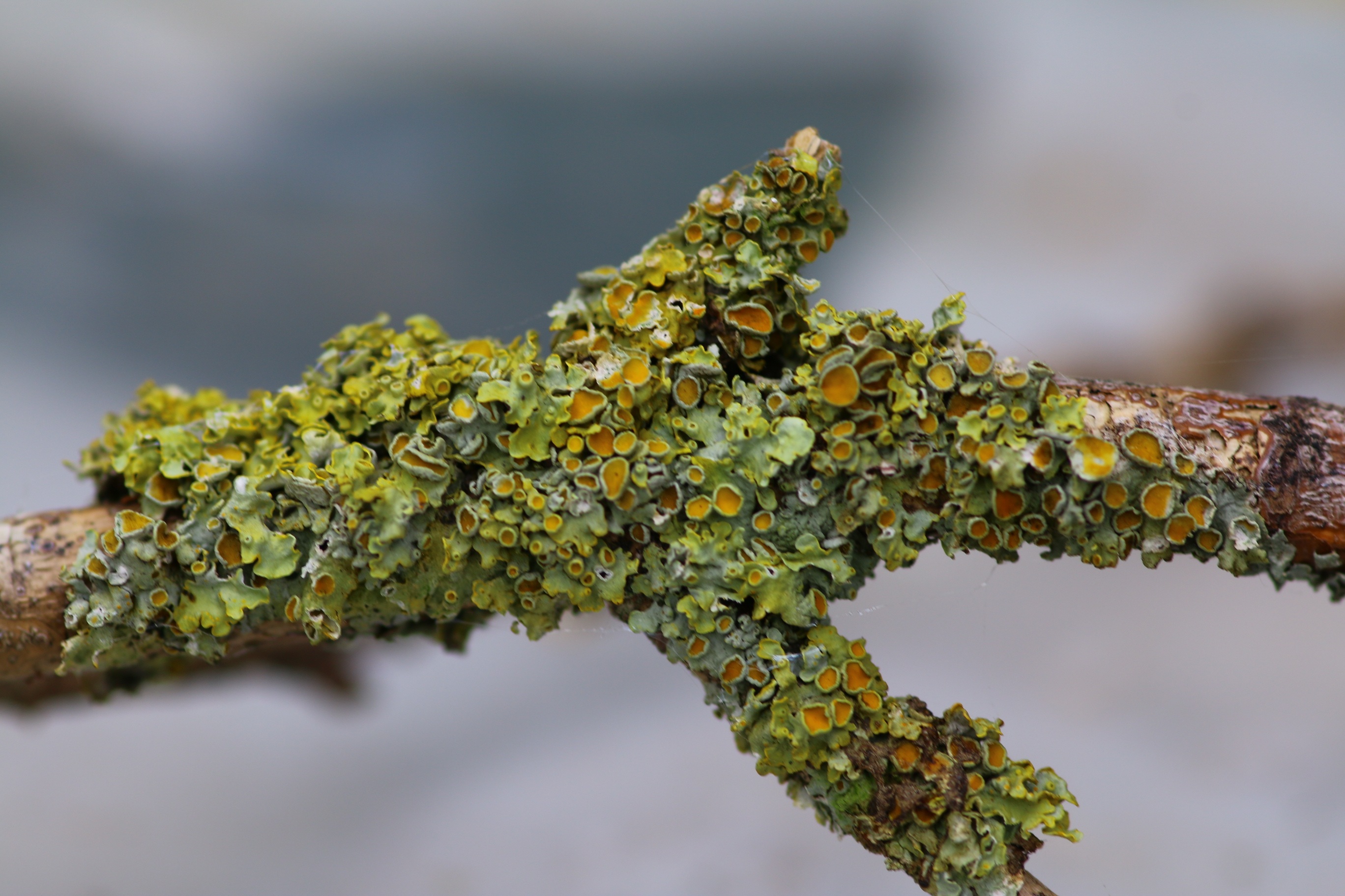 Tree branch with green lichen free image download