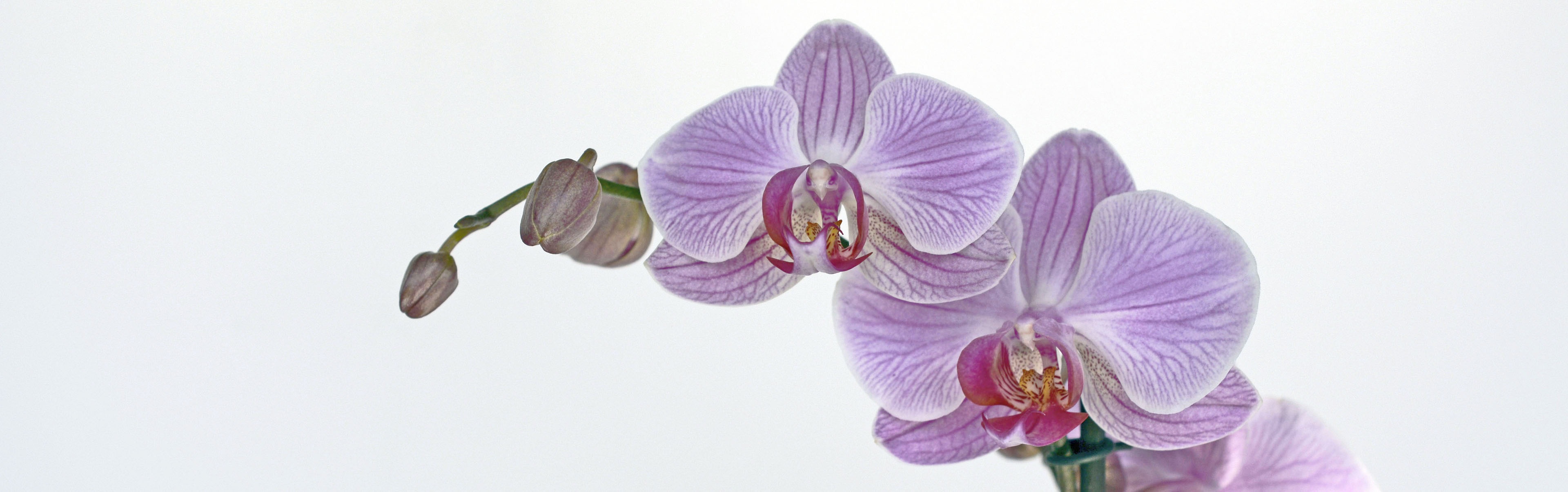 White banner with orchid flowers free image download