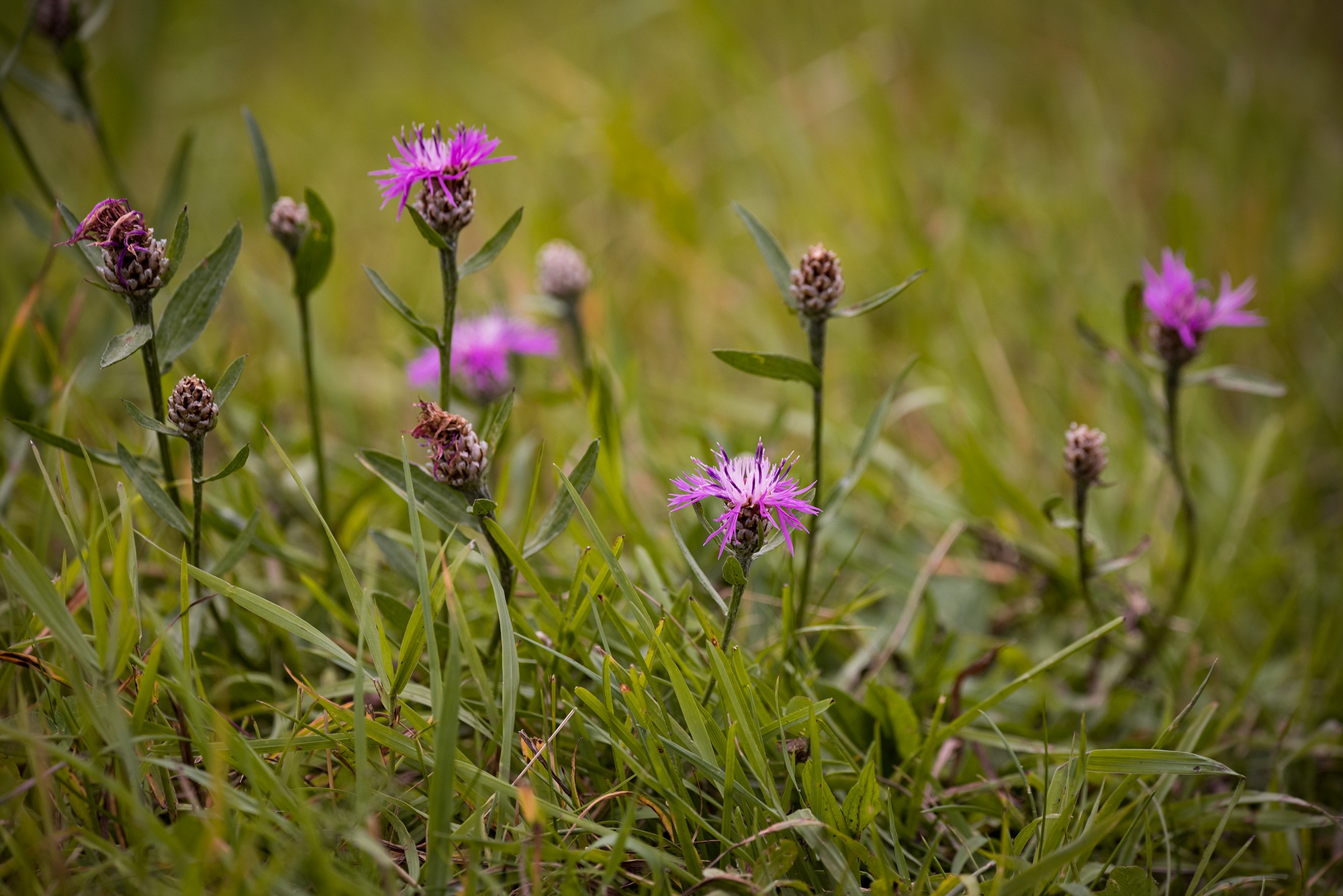 Purple pointed flower free image download
