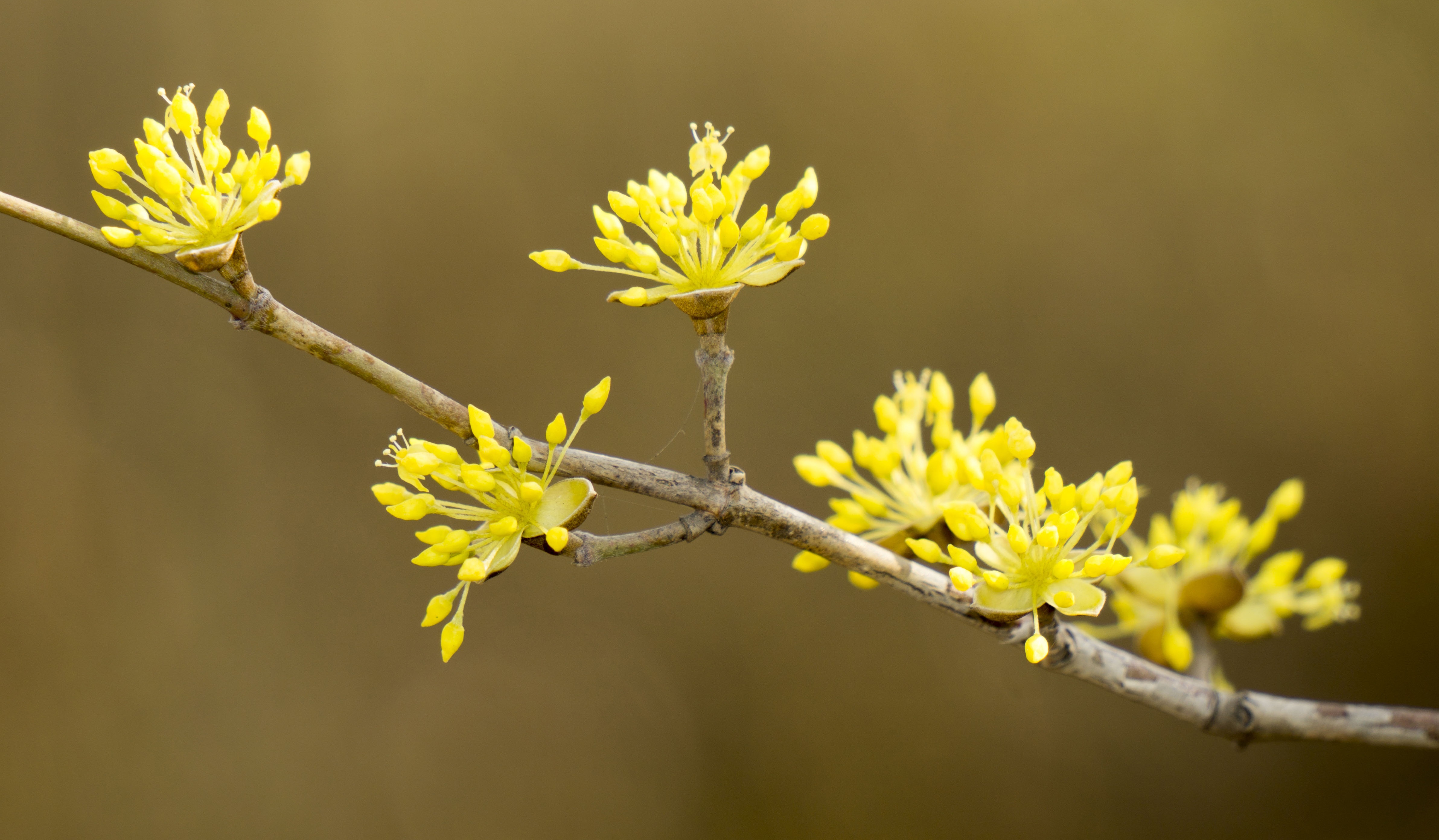 Yellow spring bloom of trees close up free image download