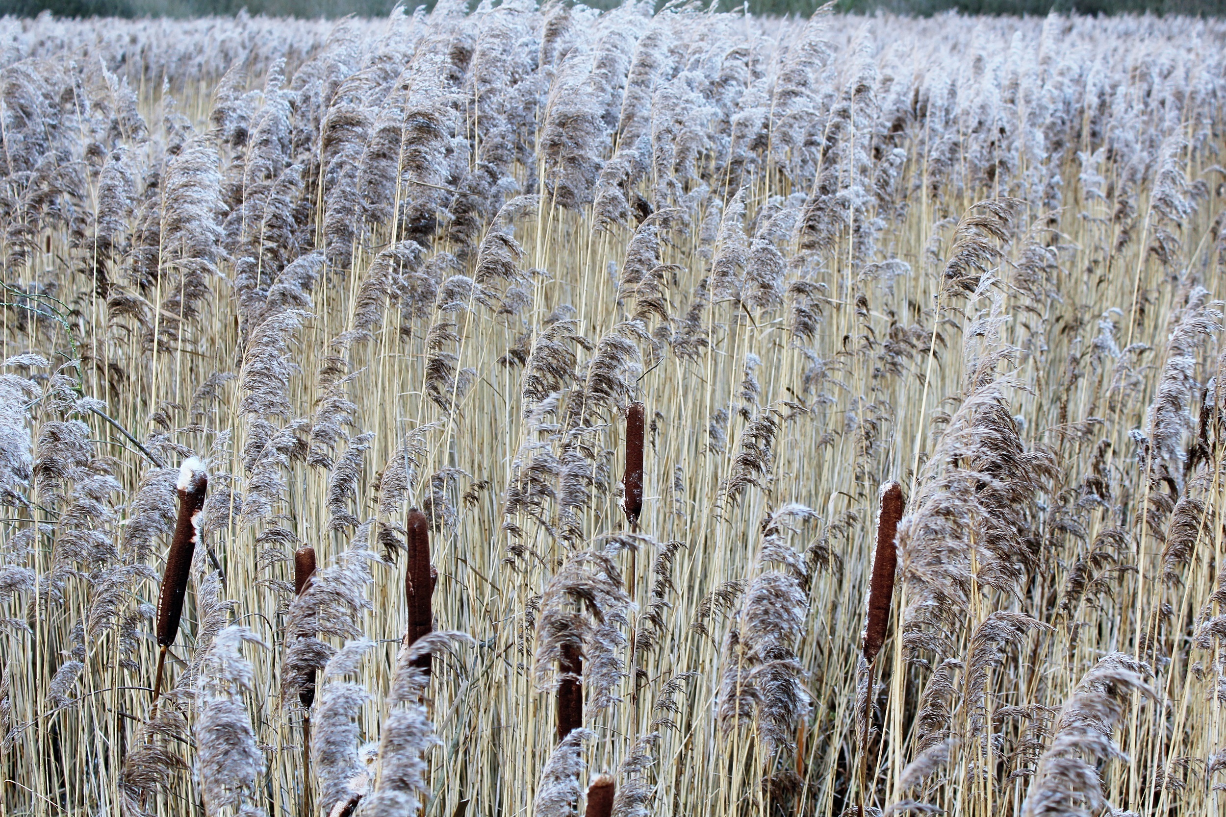 Field of reedmace free image download