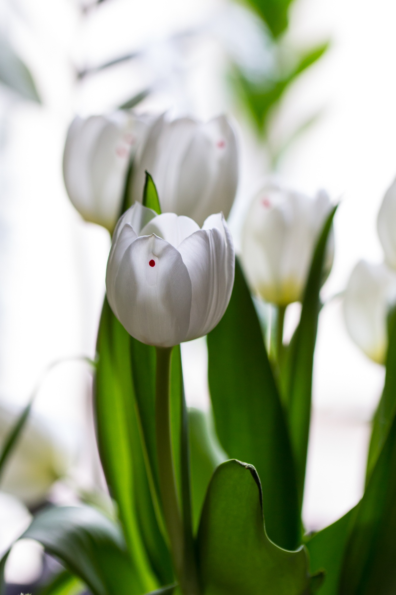 White tulips in a botanical garden free image download