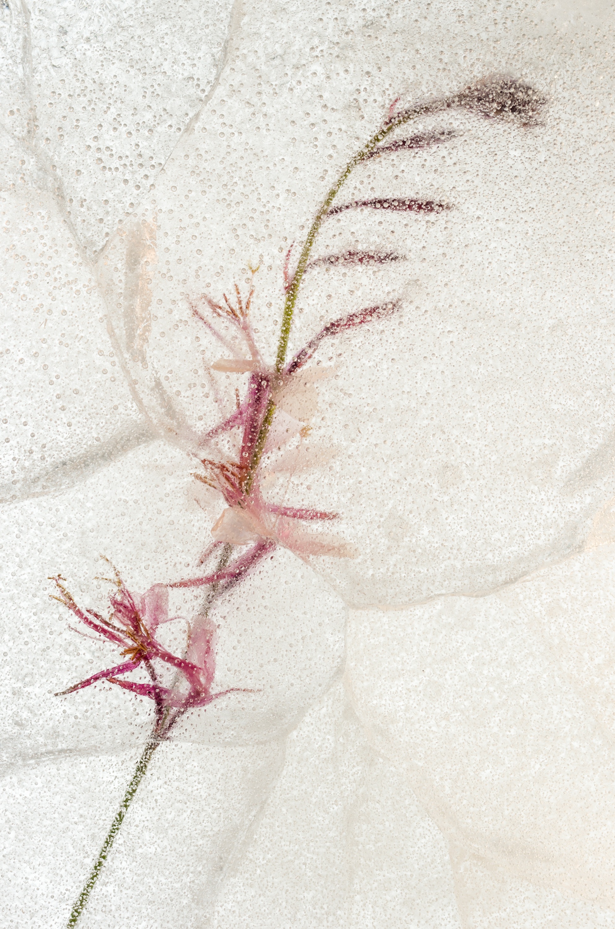 Delicate Pretty Flower free image download