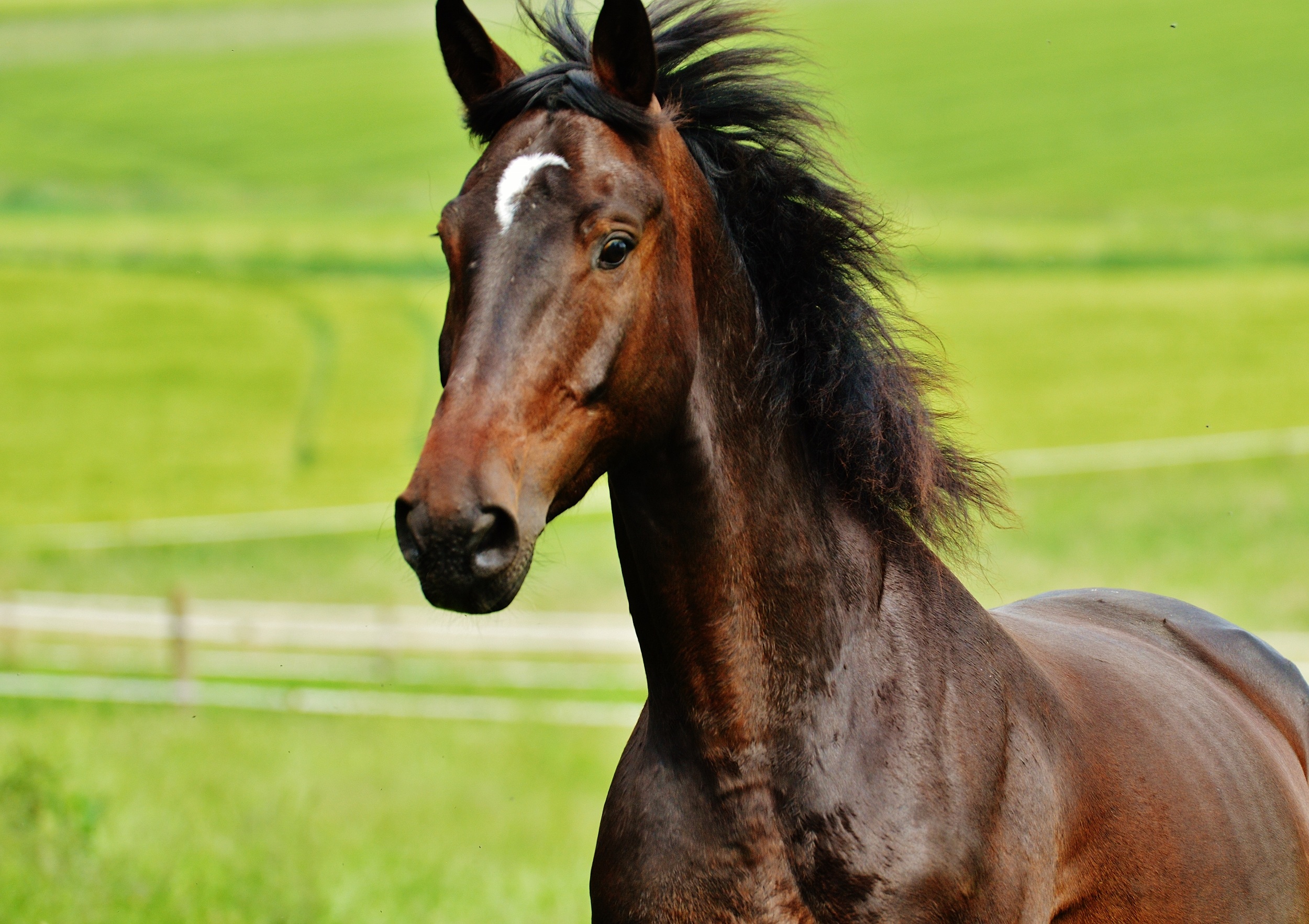 Well-groomed stallion in paddock free image download