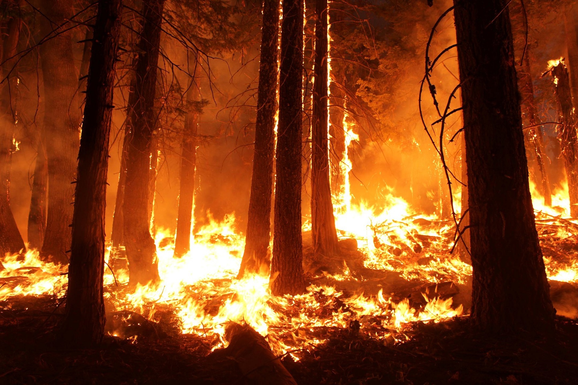 Wildfire Forest Fire free image download