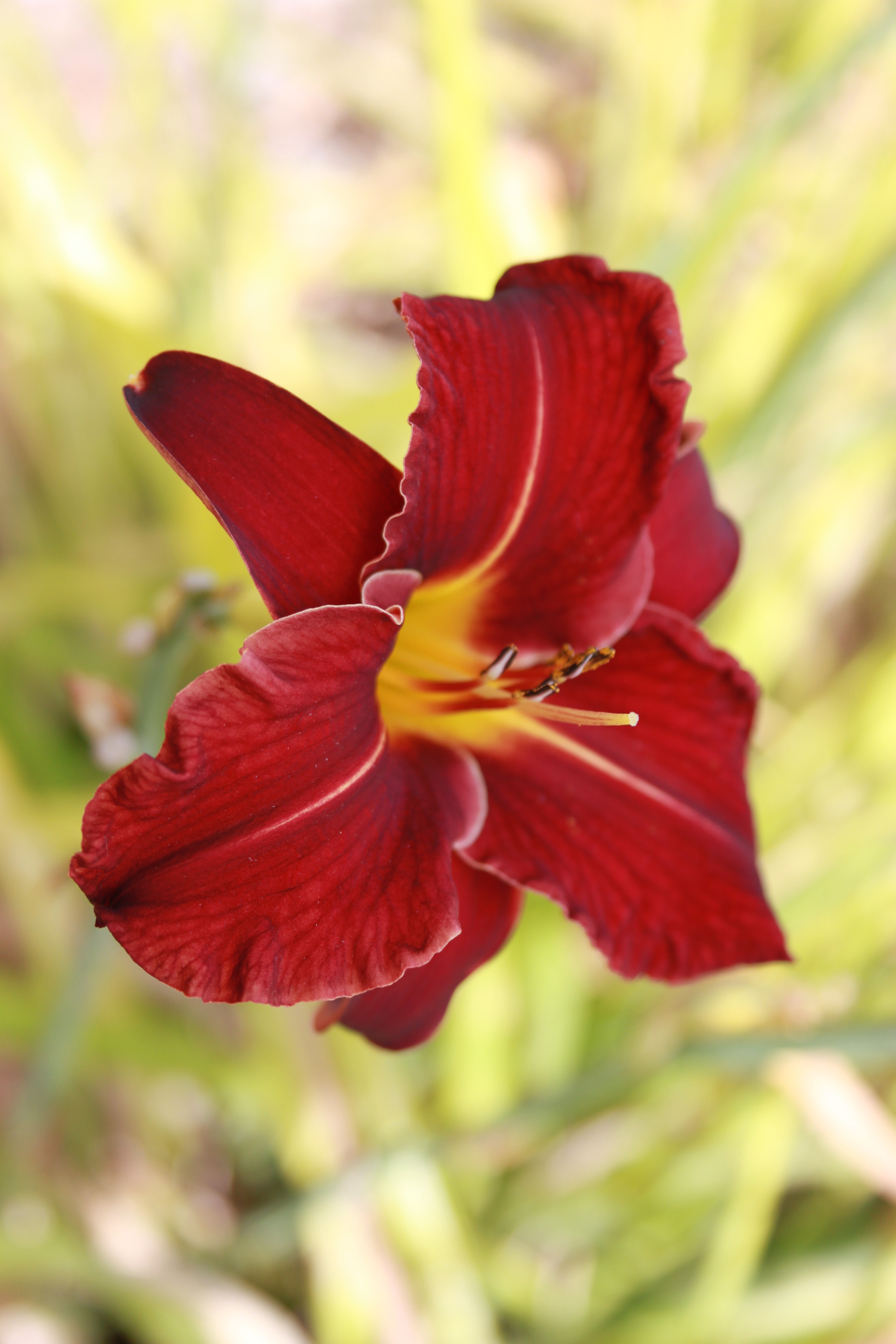 Red lily among nature close-up free image download
