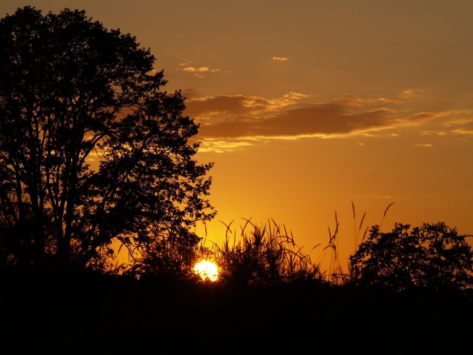 Peaceful summer Sunset behind Trees free image download