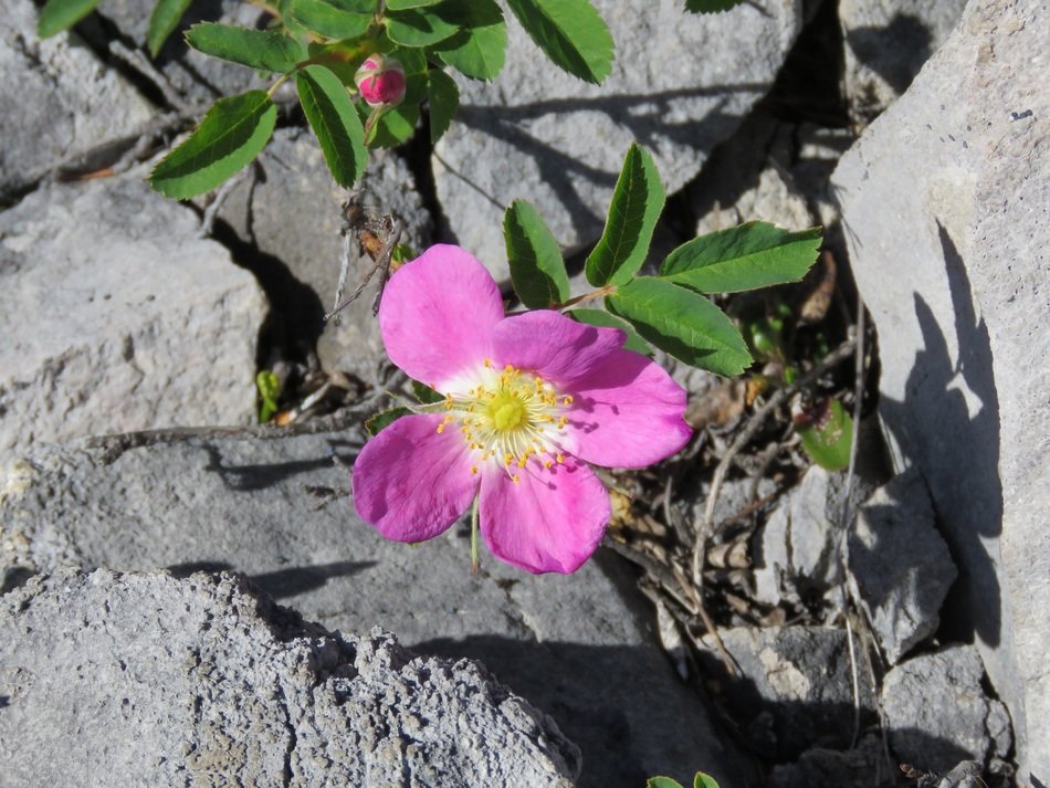 Wild rose in rocky mountains free image download