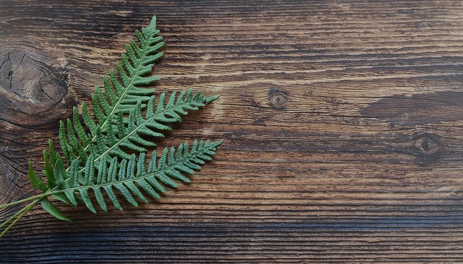 Three fern leaf on the board free image download