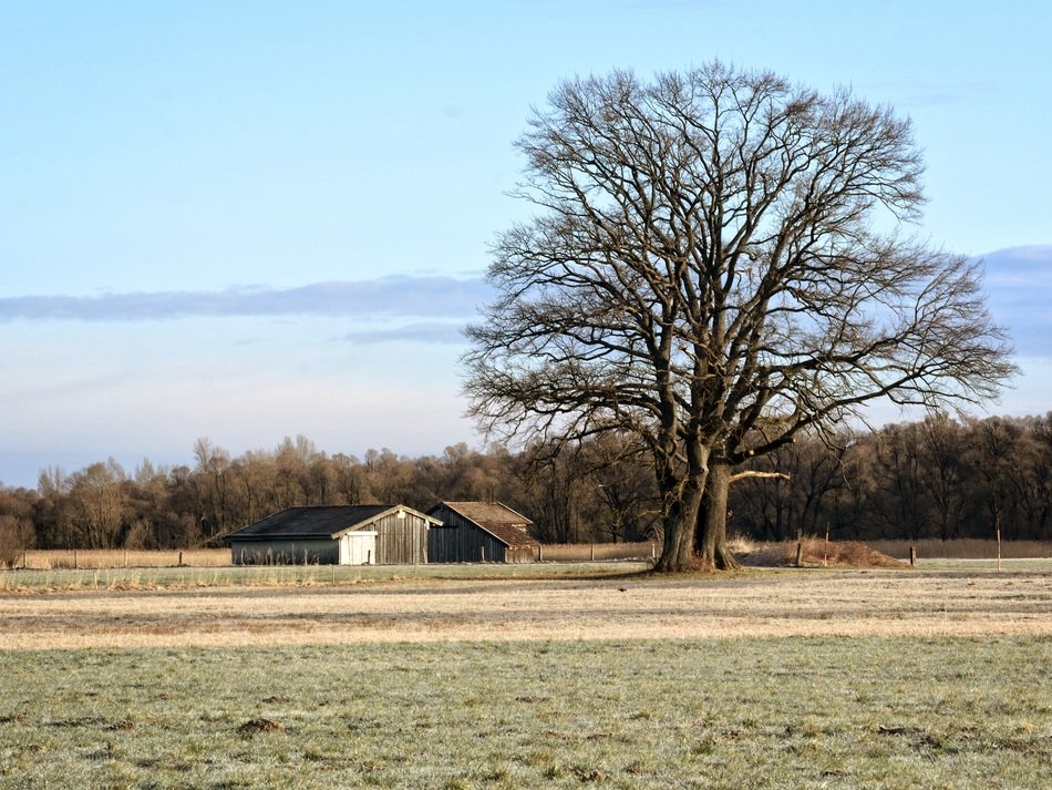 Landscape with the tree and barns on the meadow free image download