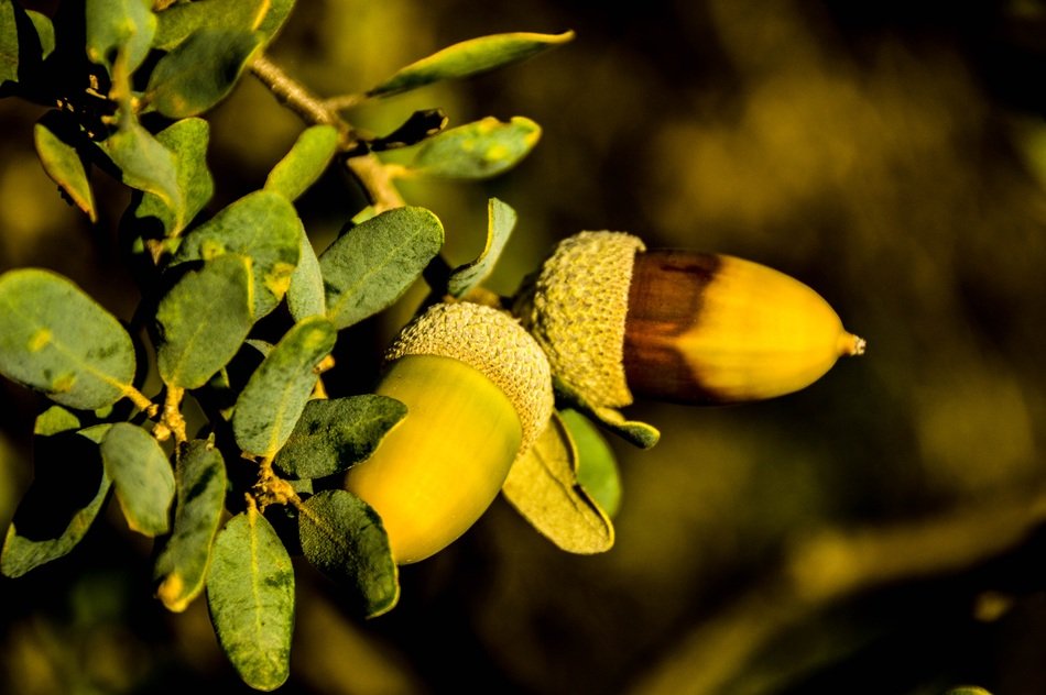 Macro picture of wonderful Acorns in Autumn free image download