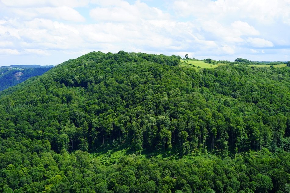 Panorama of beech forest in german buchenwald on a sunny day free image ...