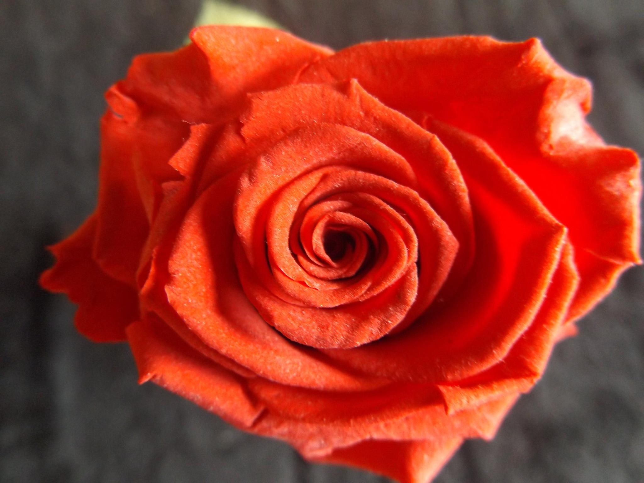 Top view of Red Rose Flower free image download