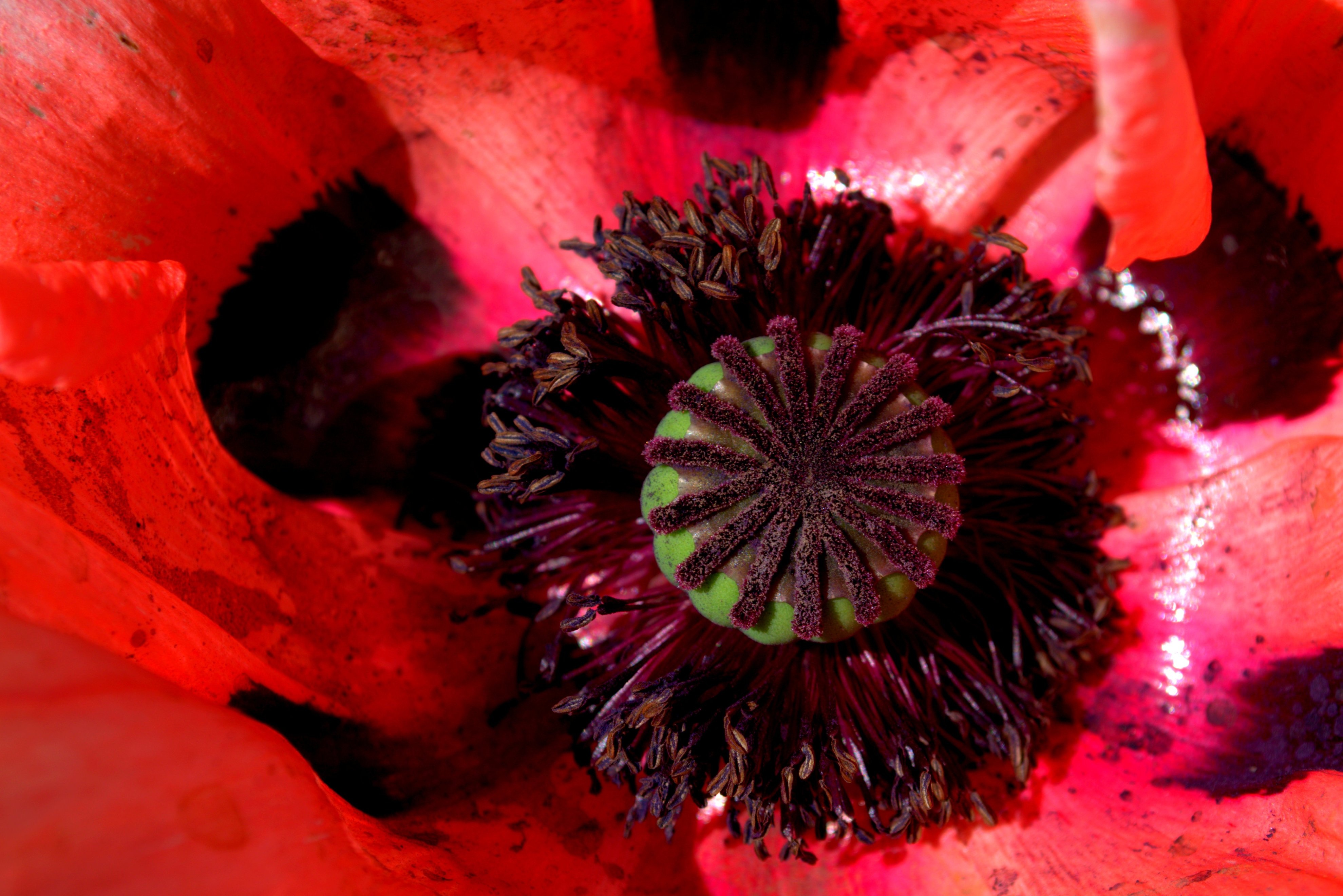 Red Poppy bloom center free image download