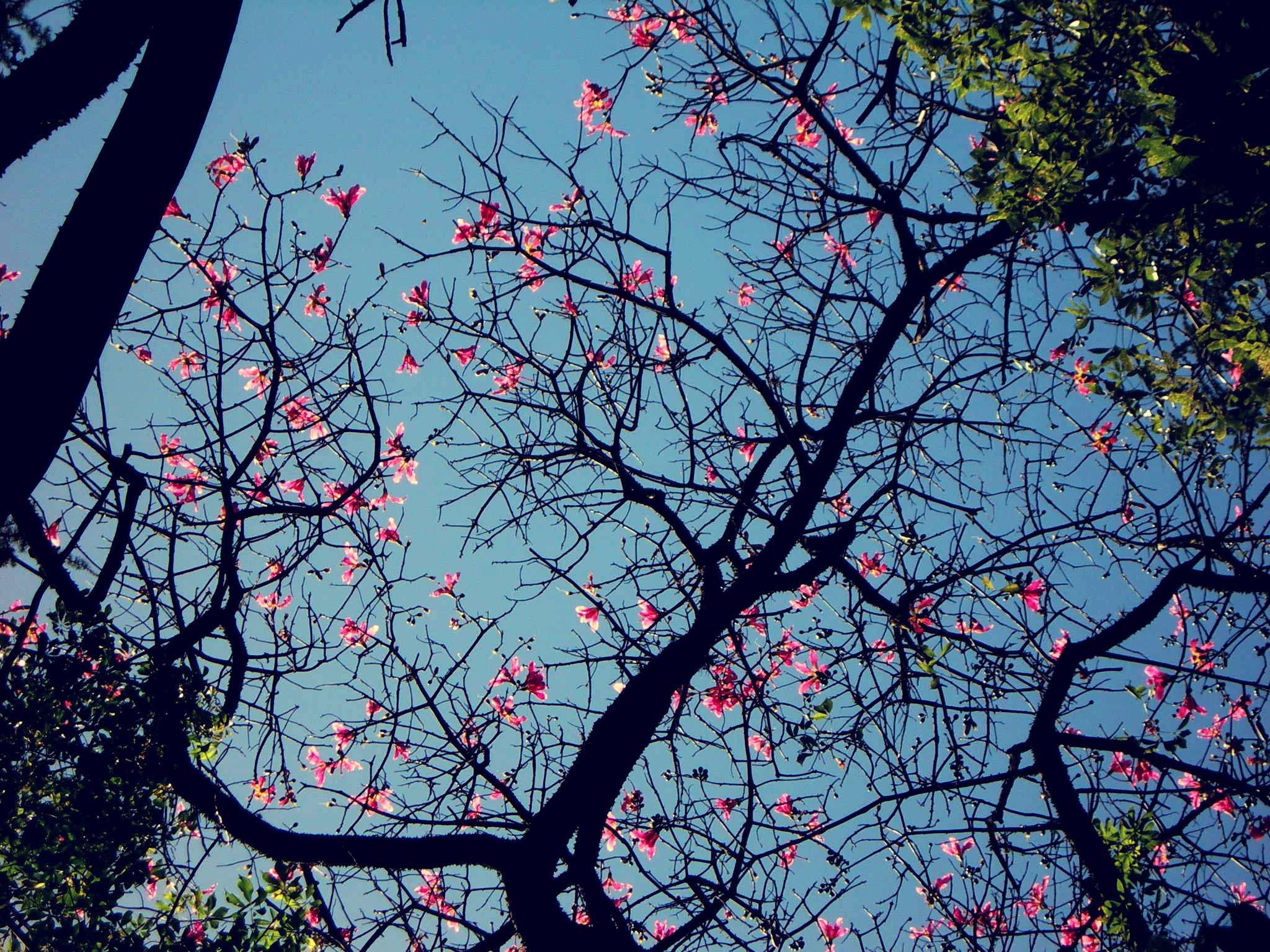 Pleasing Tree Blossom free image download