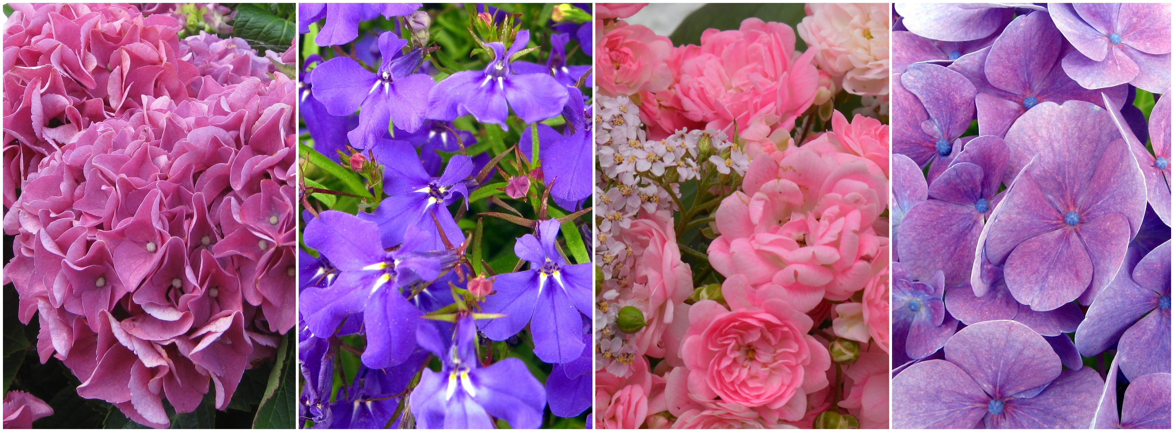 Collage of different flowers free image download