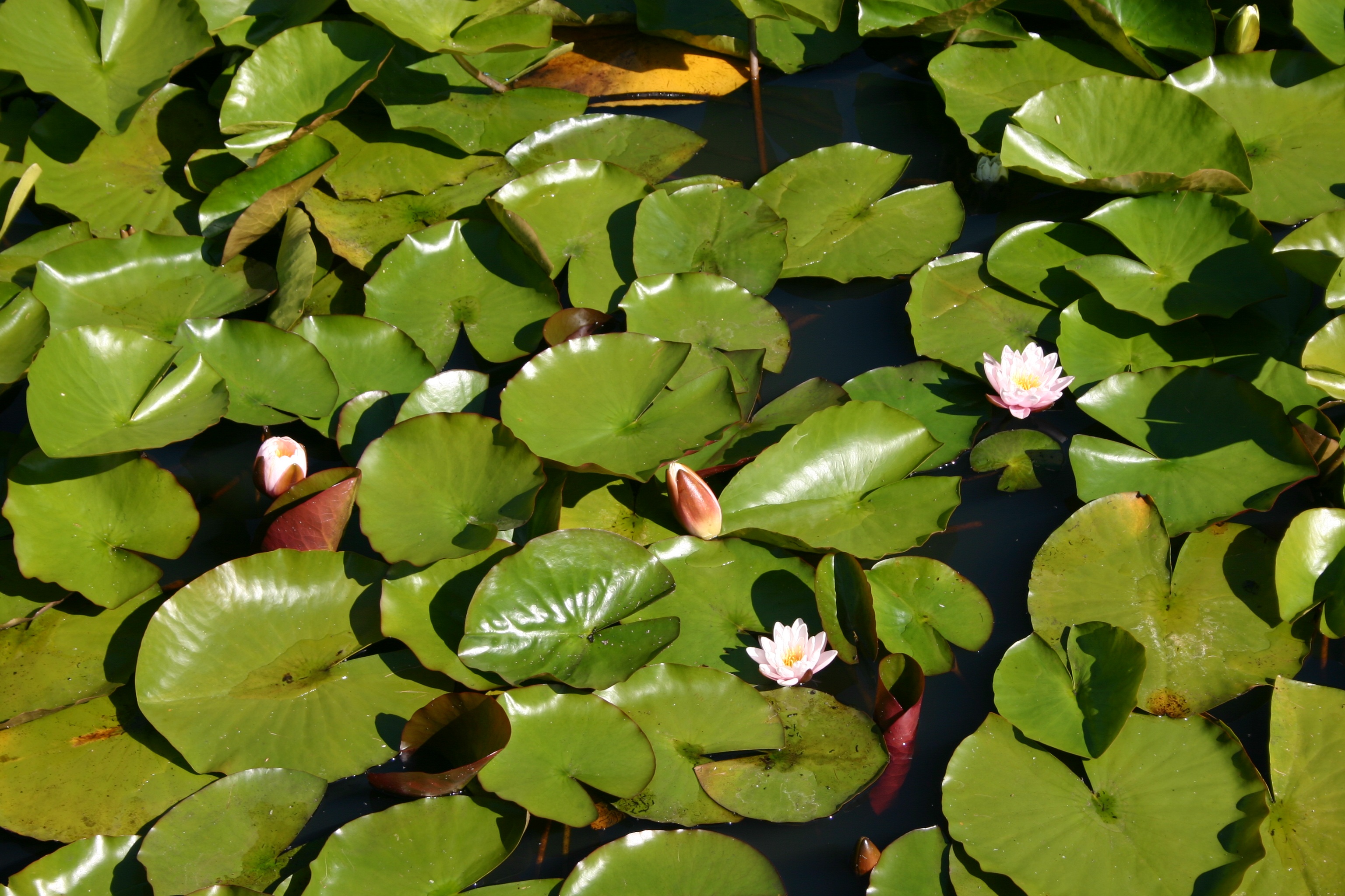 Marsh water lilies free image download
