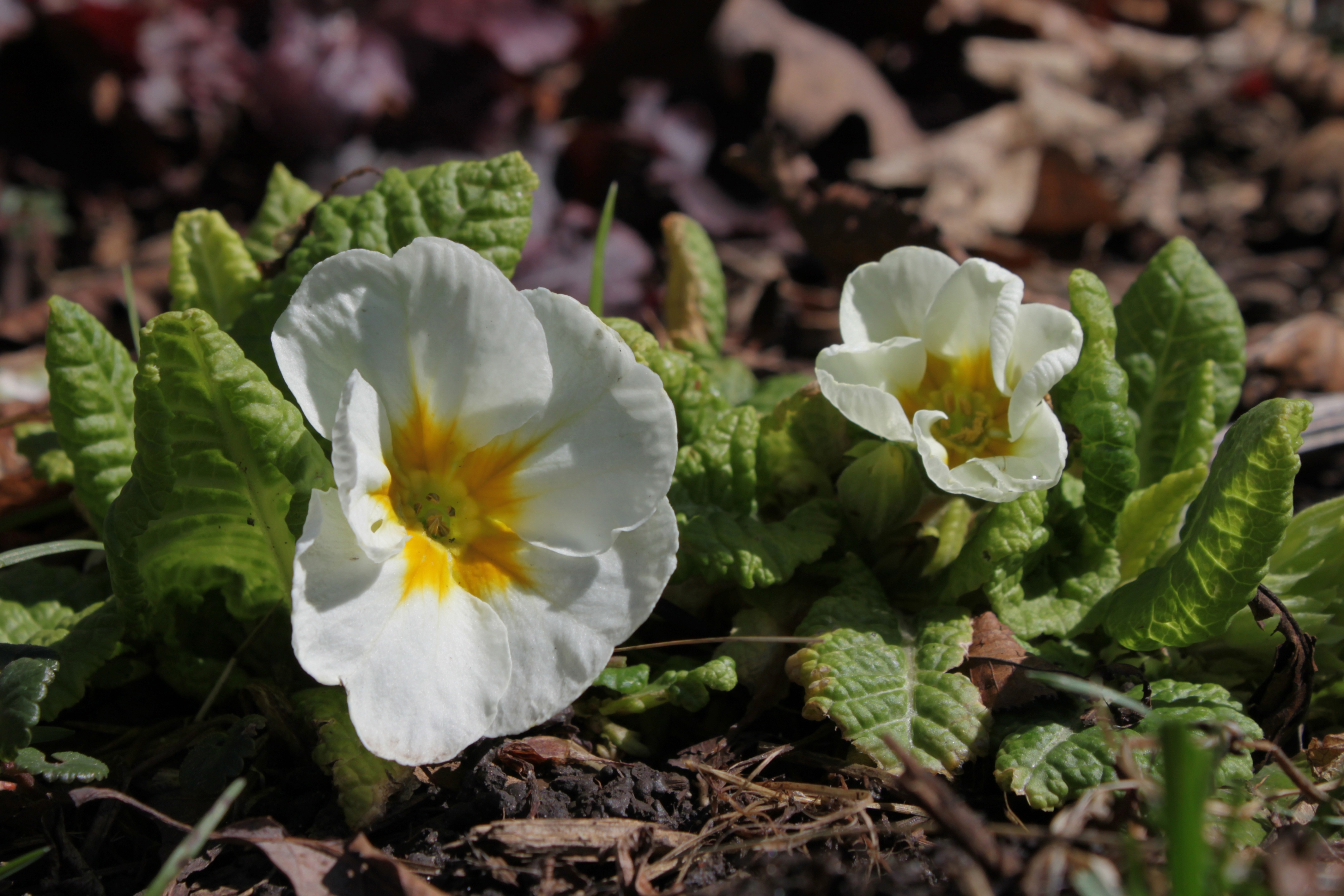 White and yellow primrose flowers free image download