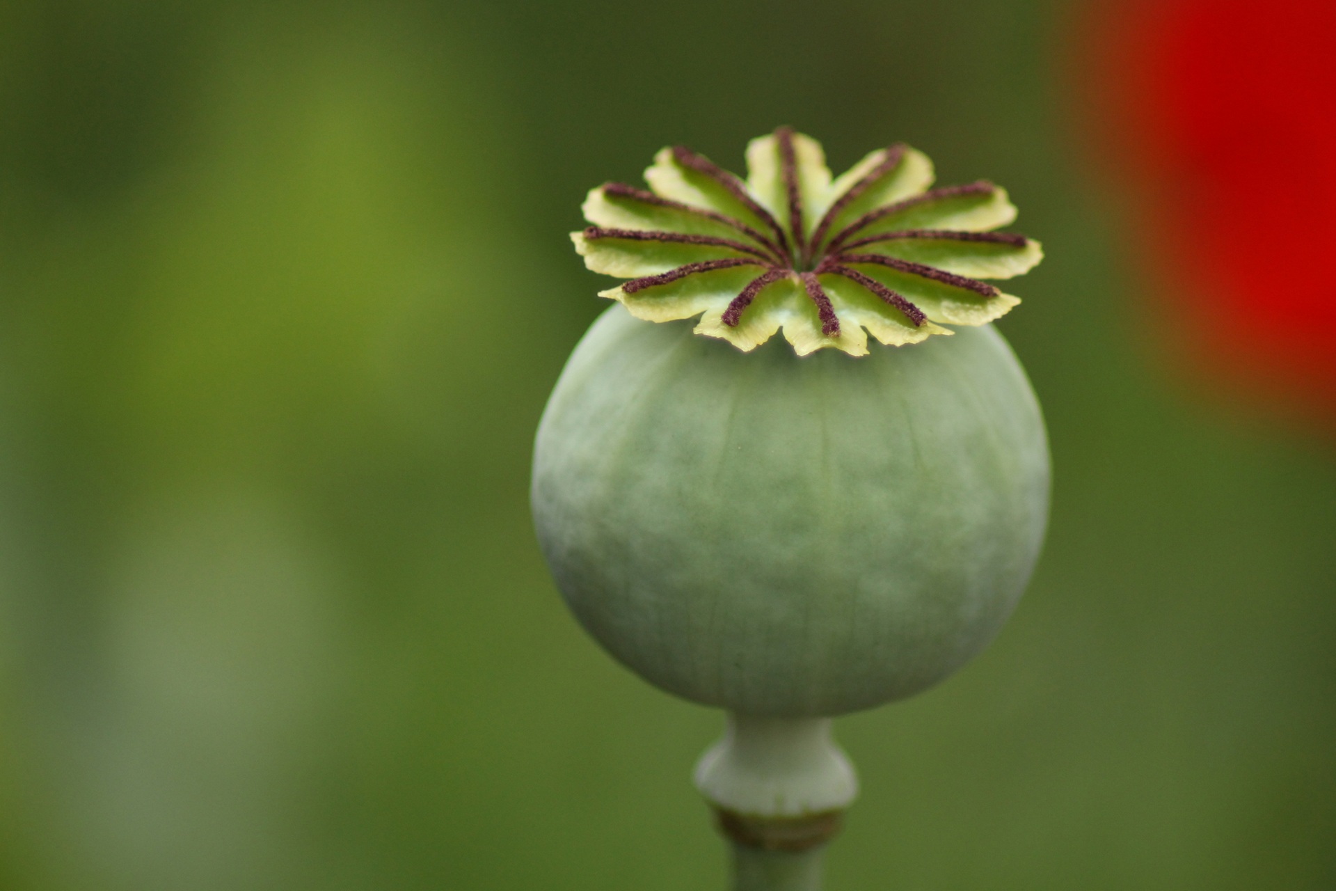 Bud Botanical free image download