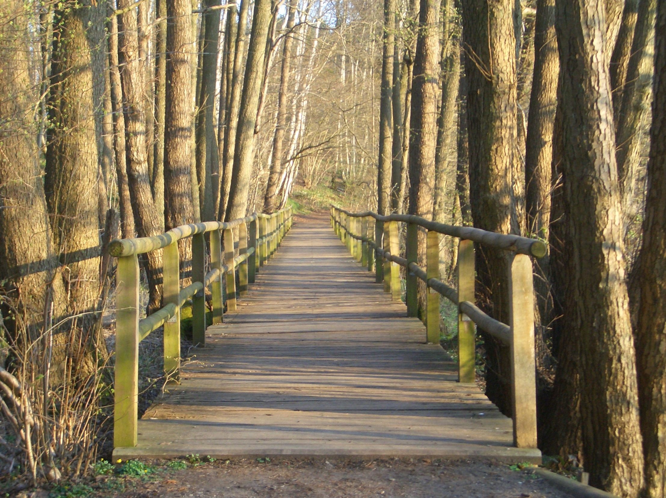 Wooden Bridge in the shade of trees free image download