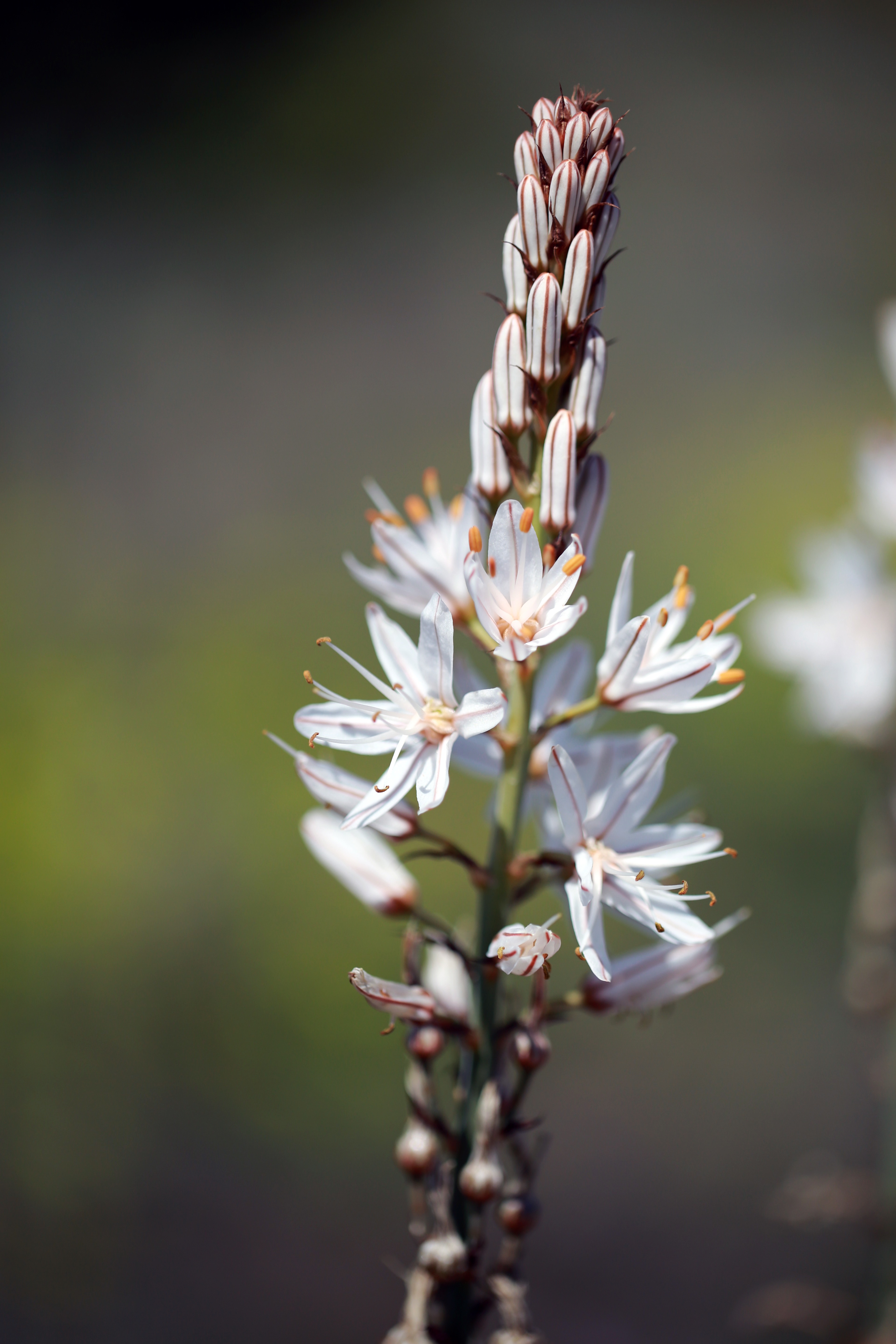 Asphodel is a spring flower free image download