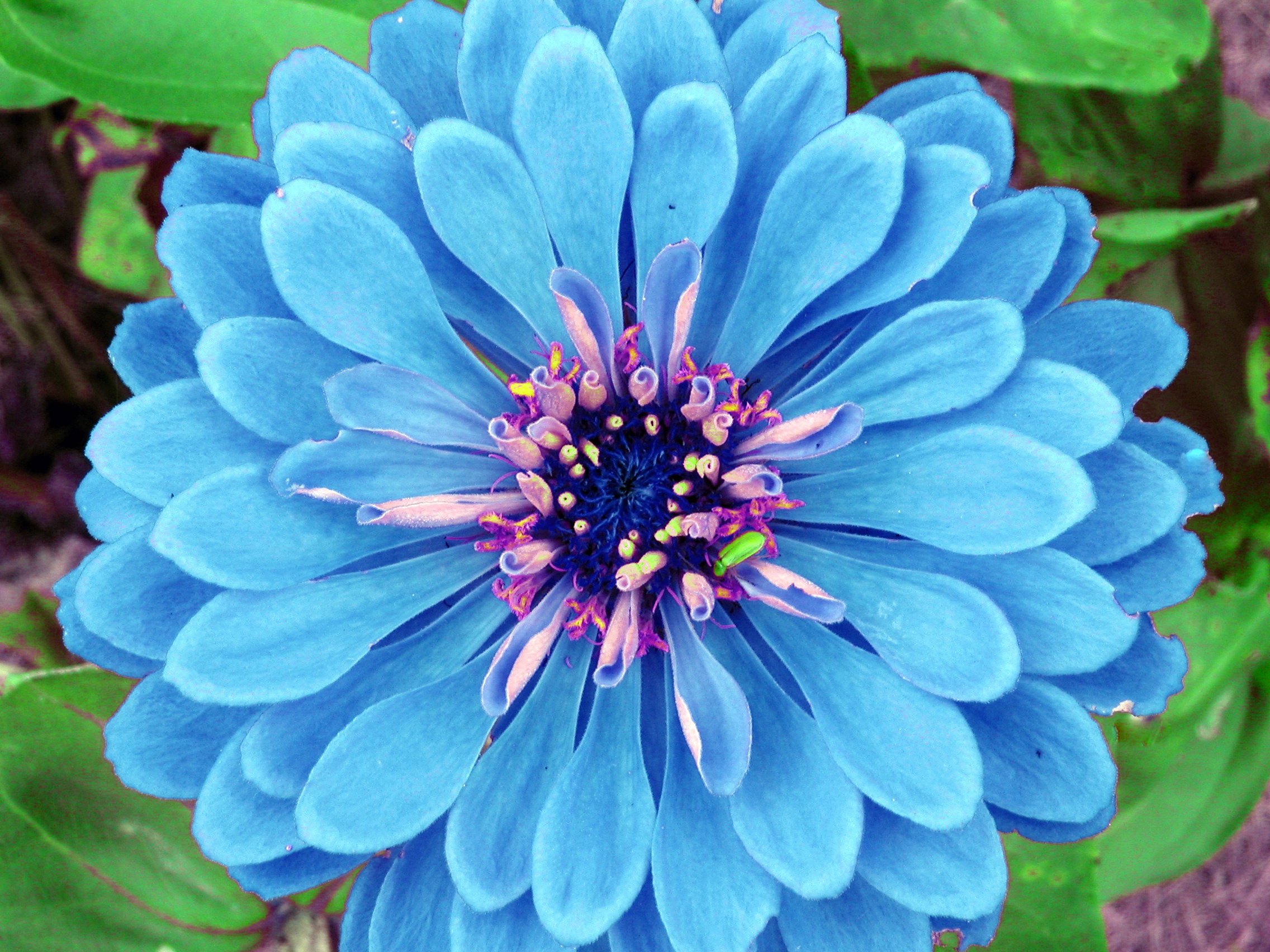 Blue zinnia flower, digital art free image download