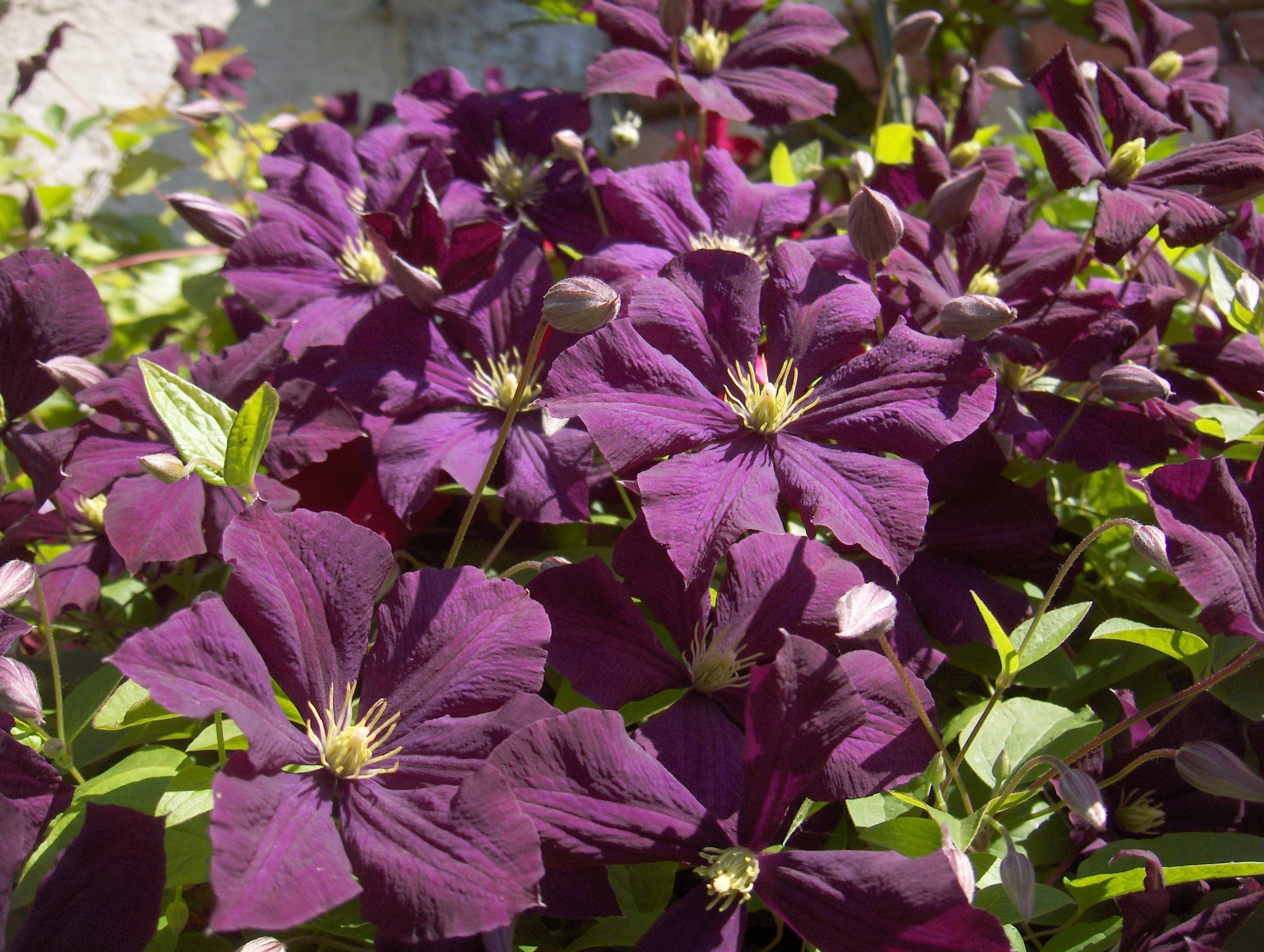 Violet Clematis free image download