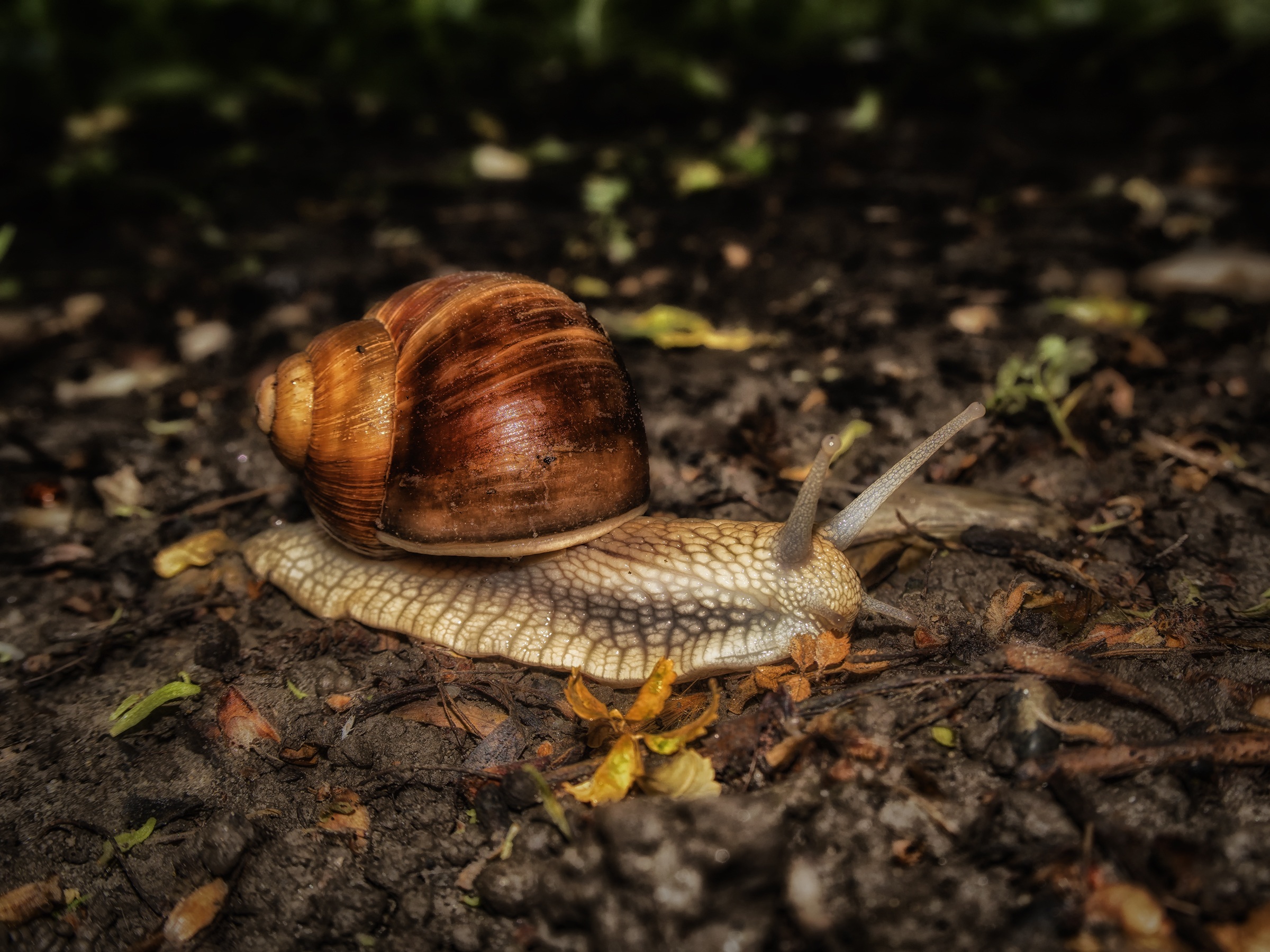 Big snail in a forest free image download