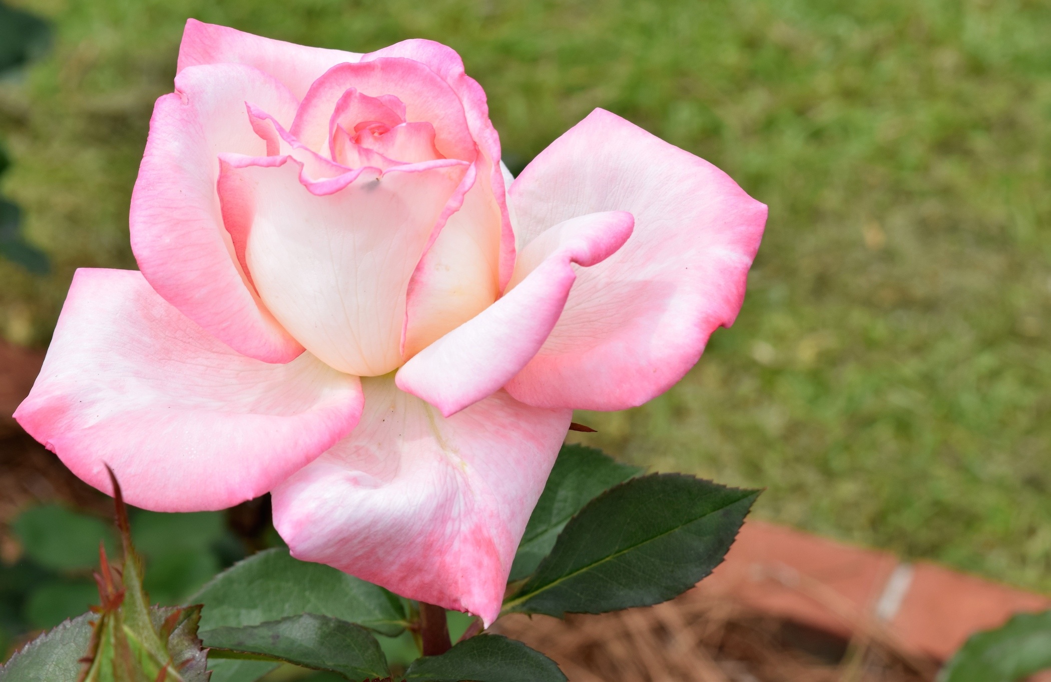 Pale pink rose in the garden close up free image download