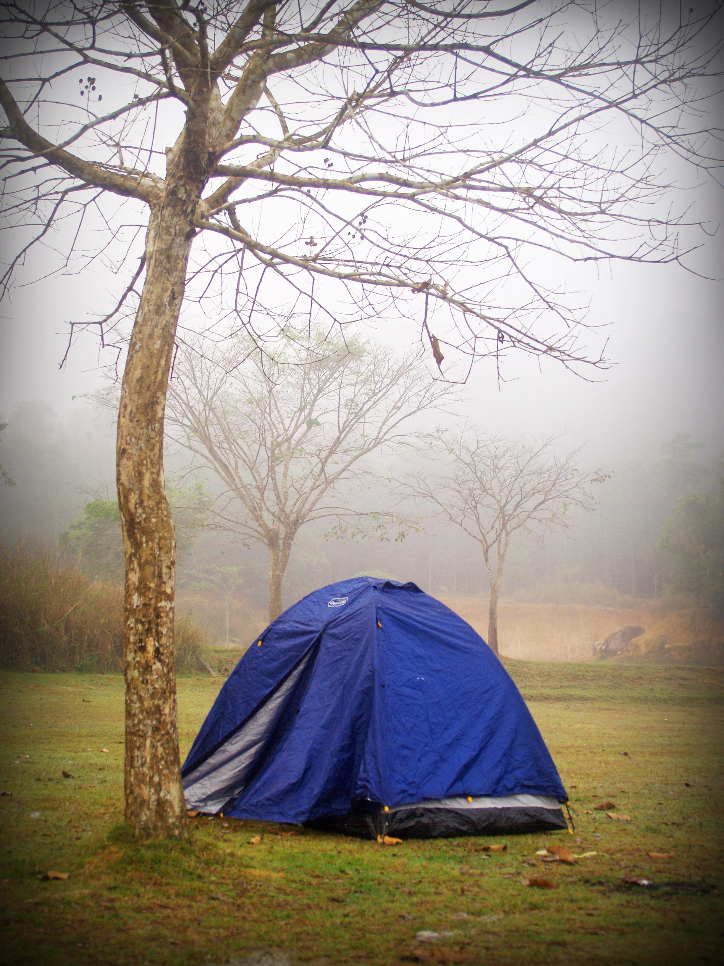 Blue Camp Tent near Tree in Forest free image download