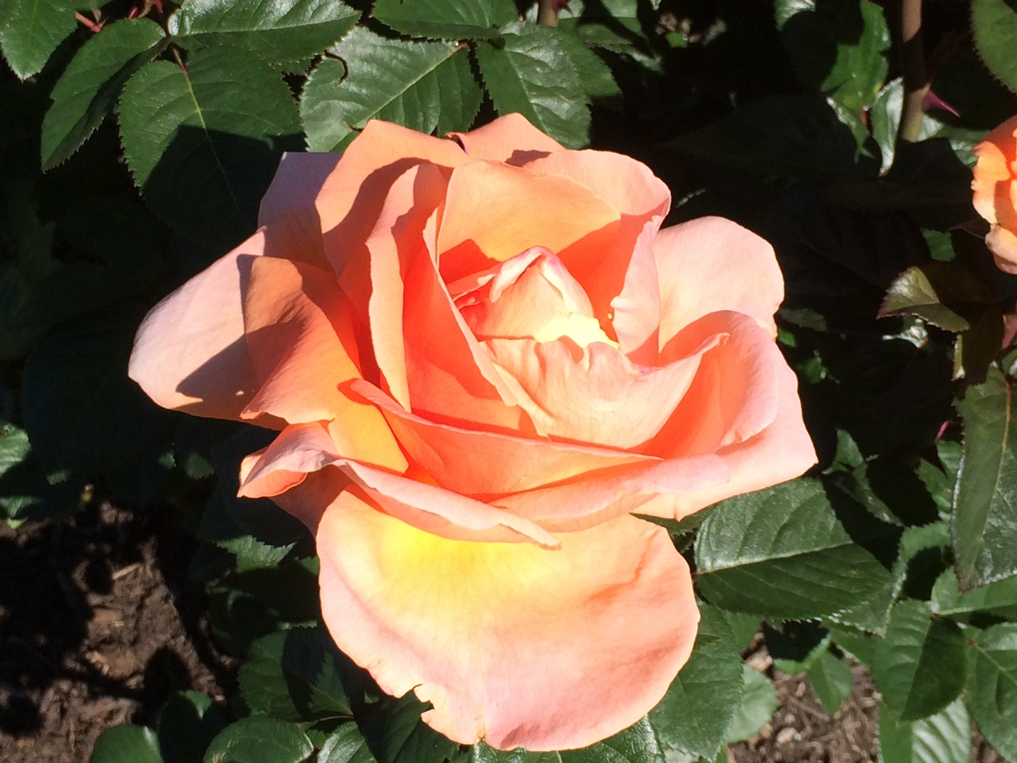 Pale orange rose on a bush in the sunlight free image download