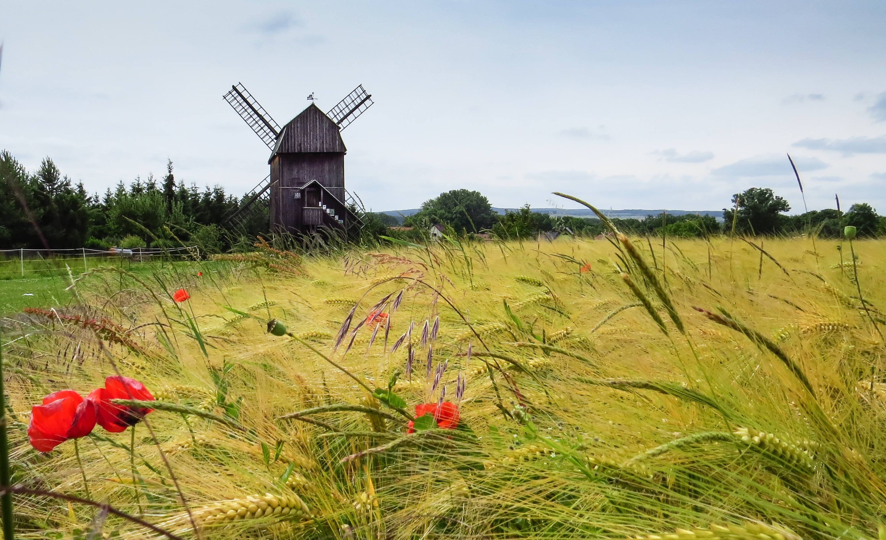 Windmill on the wheat field free image download