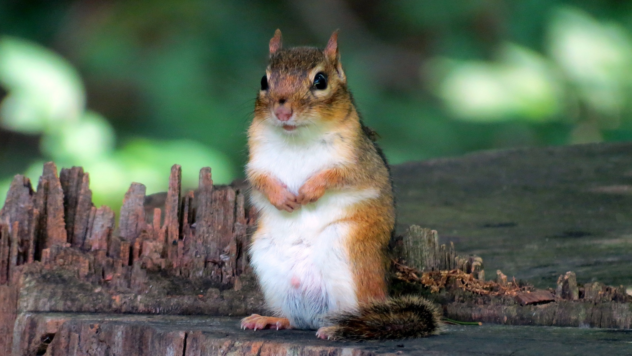Cute,beautiful and colorful chipmunk on the wood free image download