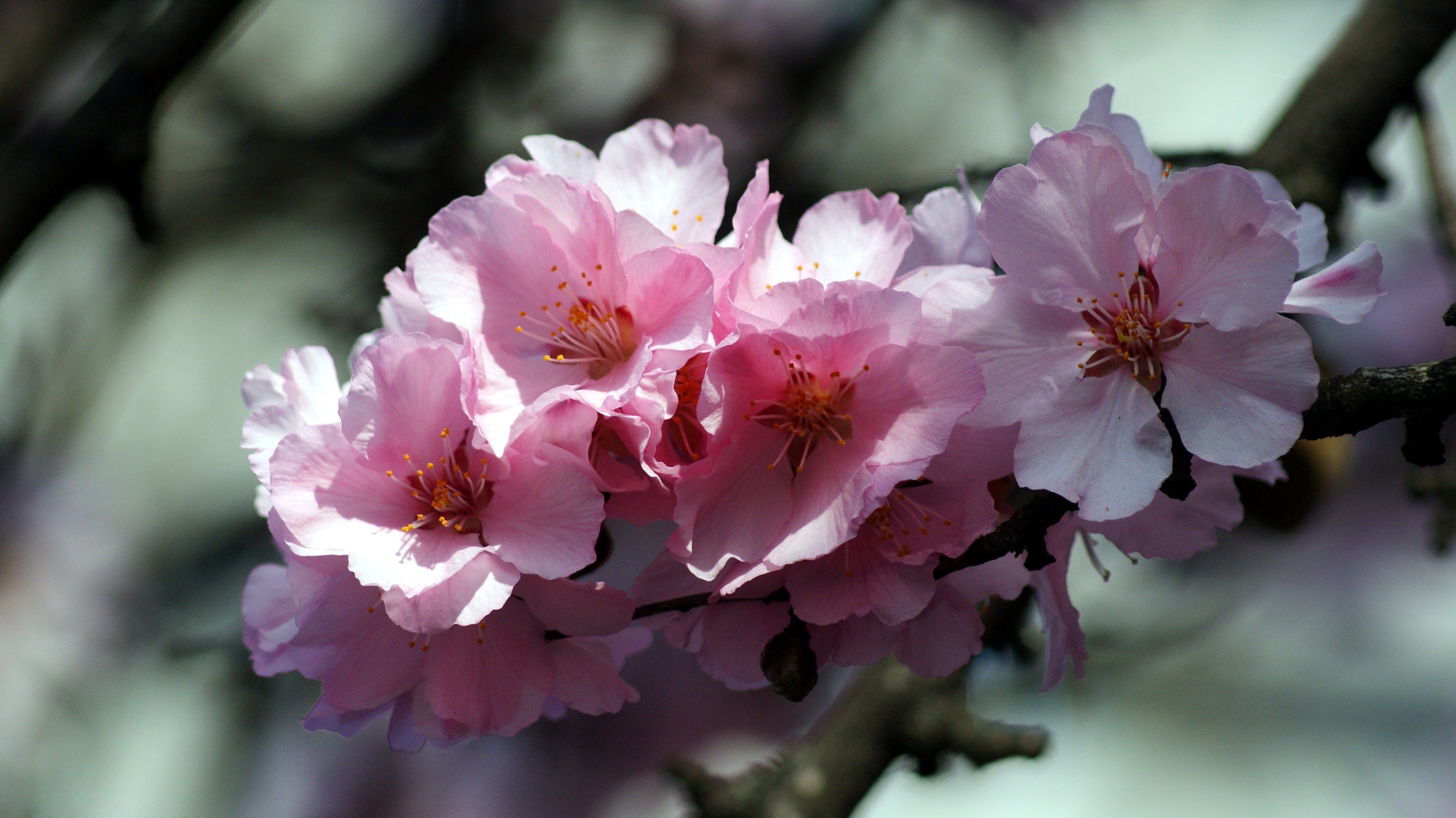 Pink Flowers Of A Peach Tree Close up Free Image Download