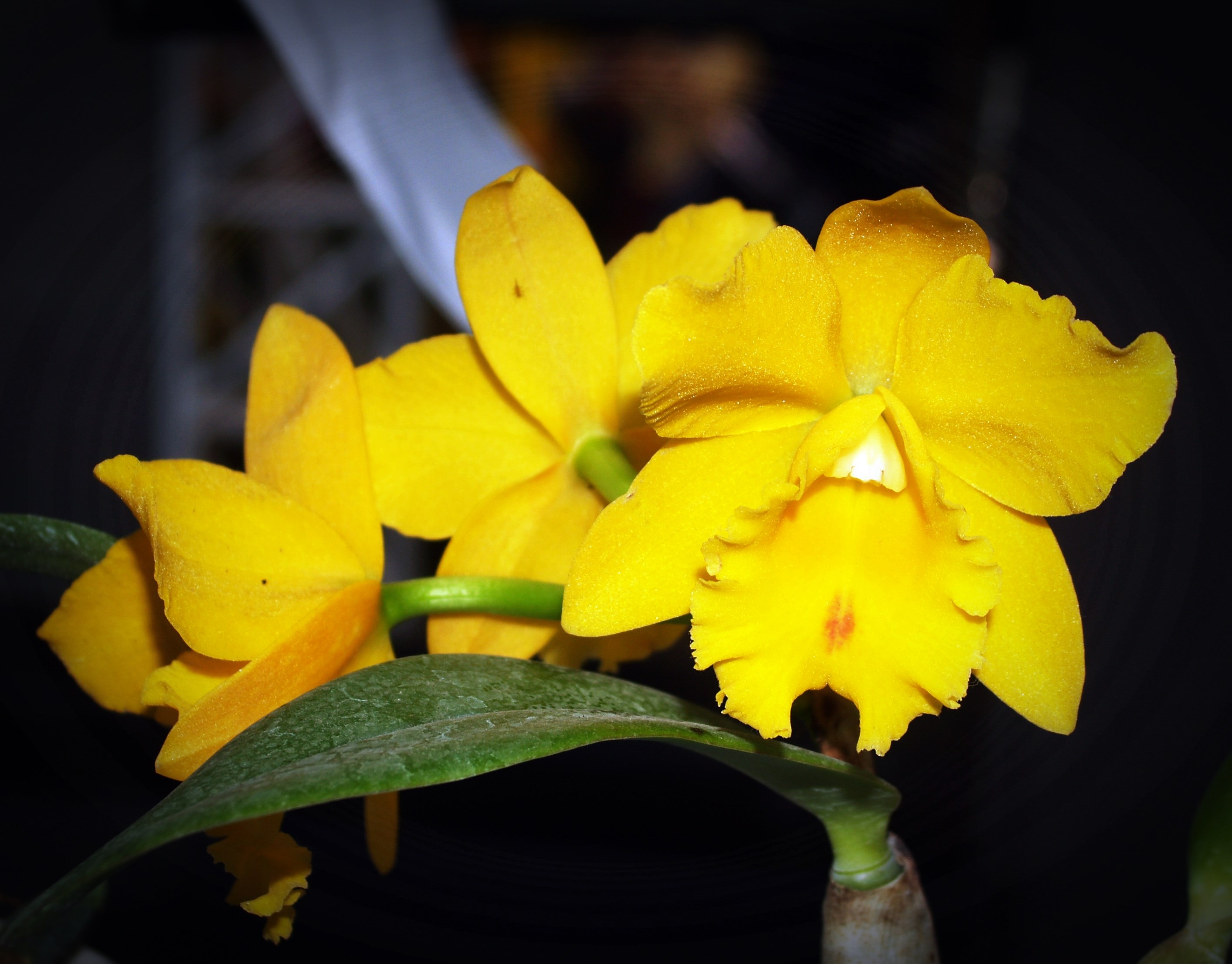 Tropical flower orchid free image download