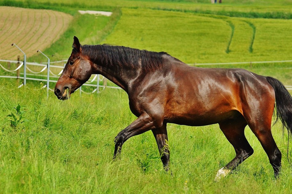 Well-groomed stallion on the pasture free image download